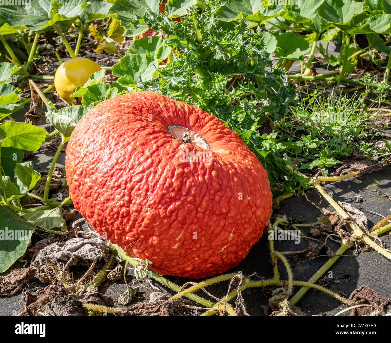Country vegetable garden hi-res stock photography and images - Alamy