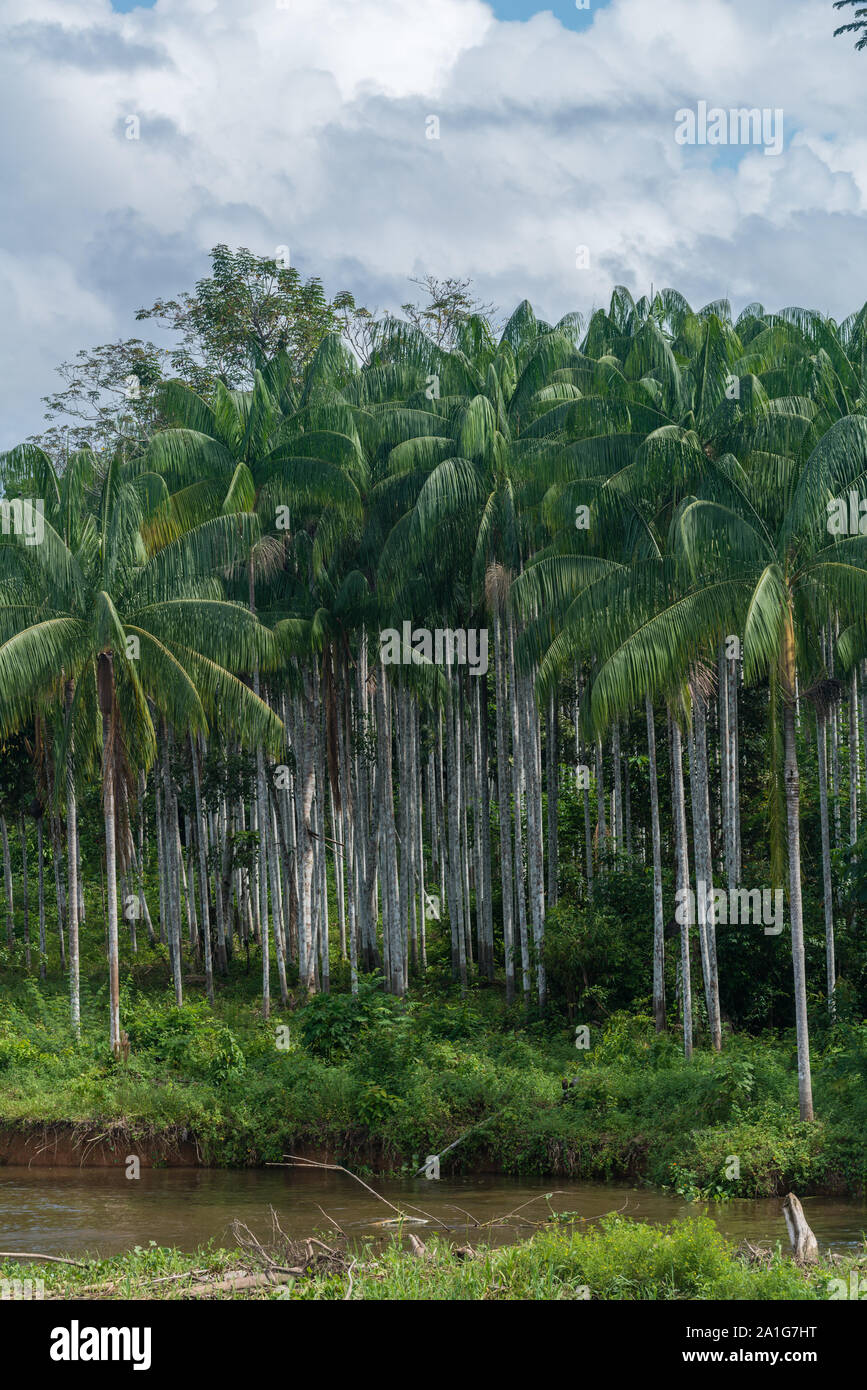 Tropical rainy climate hi-res stock photography and images - Alamy