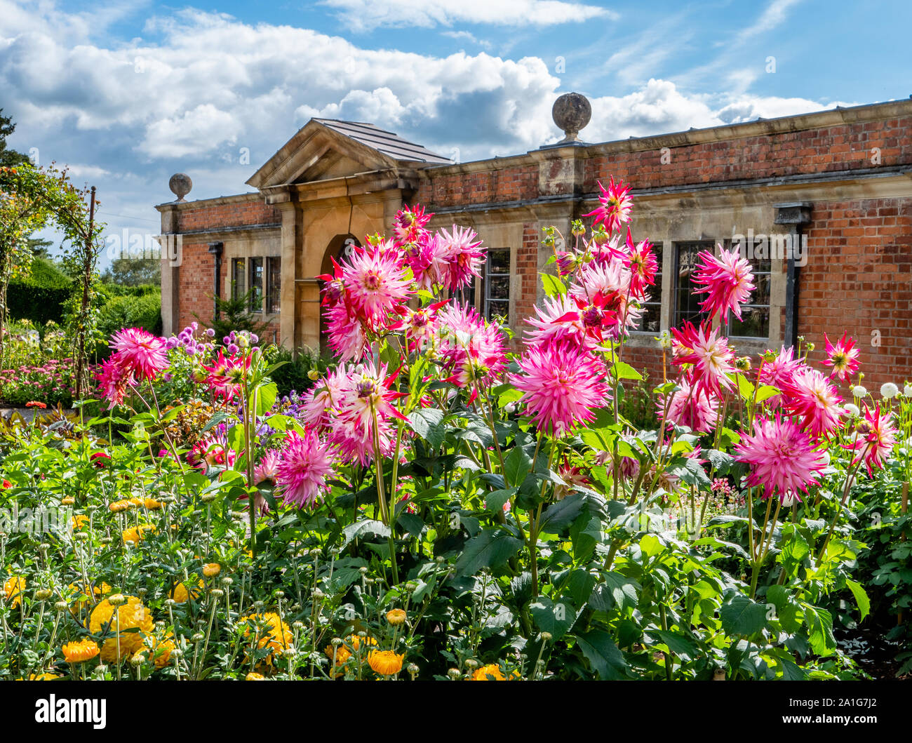 Pink dahlias dominating an annual border in the kitchen garden at ...