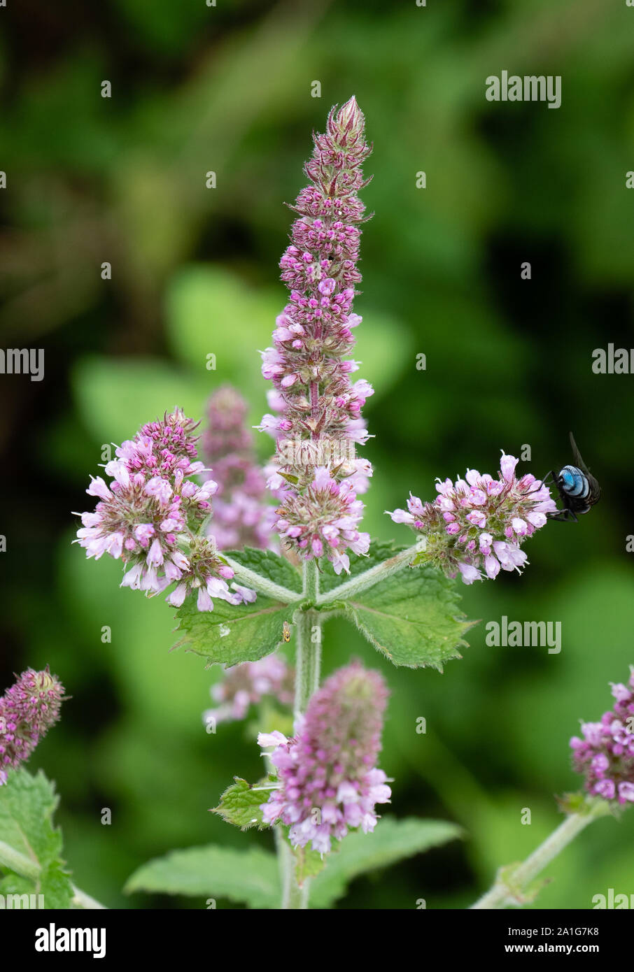 Round-leaved or apple-scented mint Mentha rotundifolia (suaveolens ...