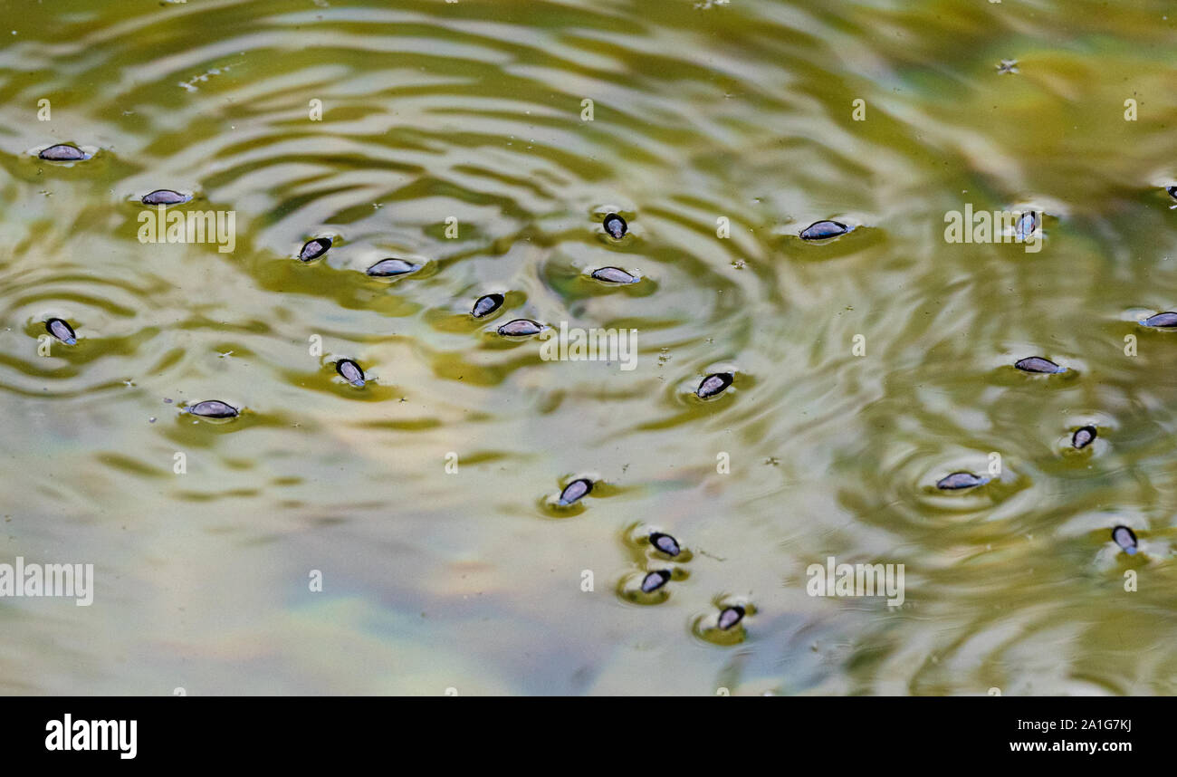 Whirligig beetles ( Gyrinidae ) gyrating across the surface of a pond ...
