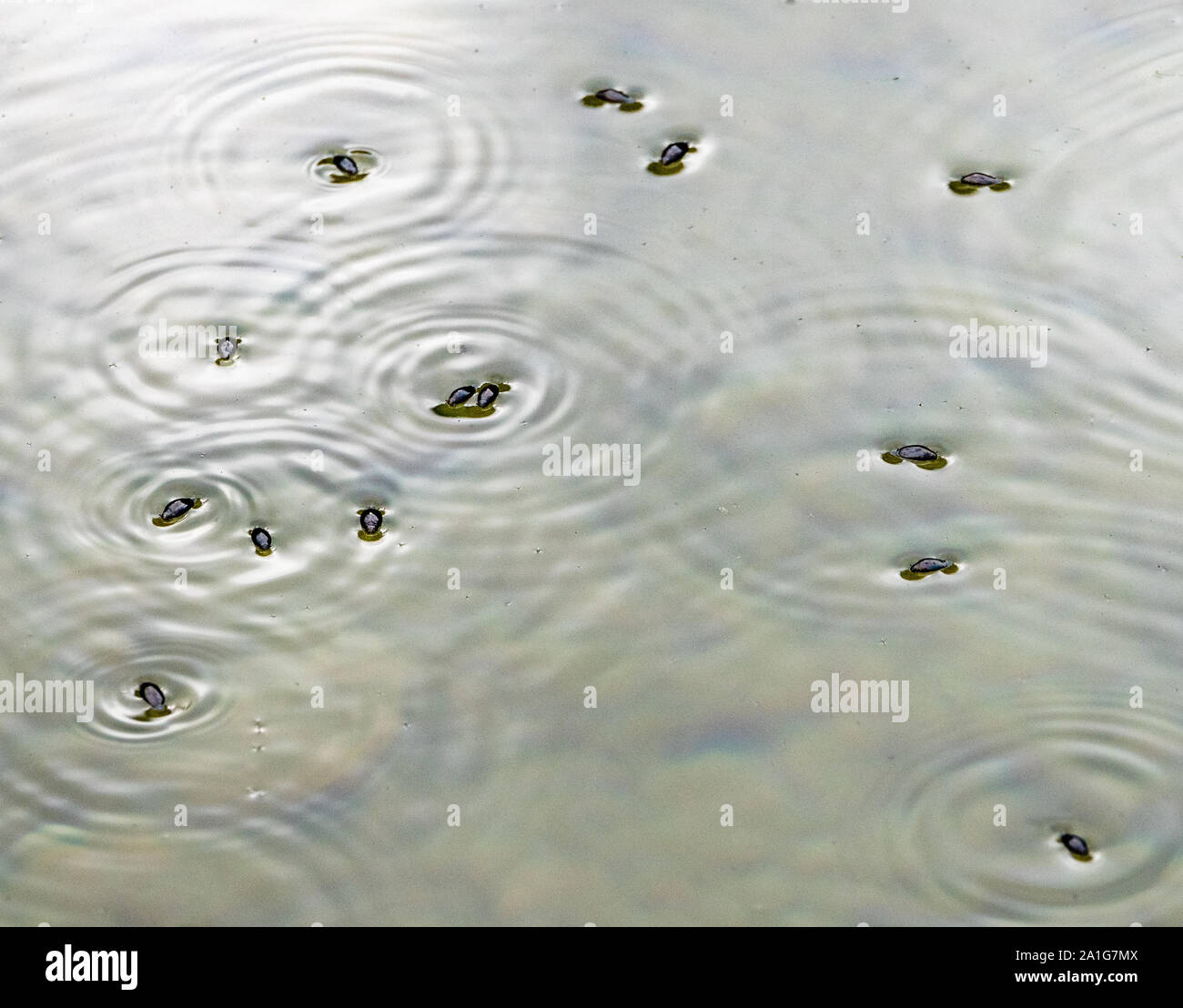Whirligig beetles ( Gyrinidae ) gyrating across the surface of a pond ...