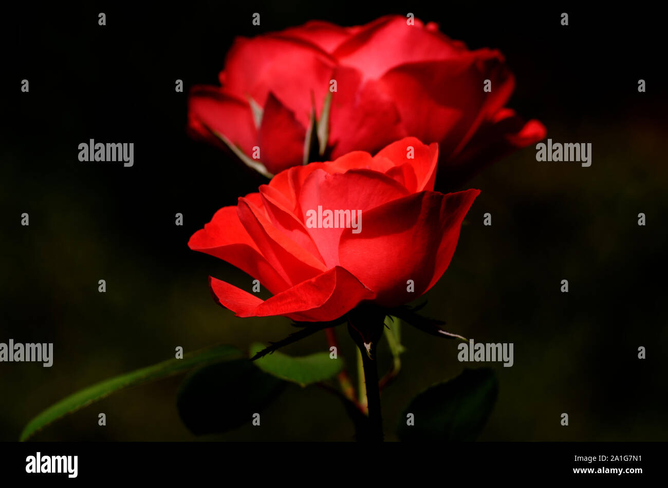 Red rose blurred background hi-res stock photography and images - Alamy