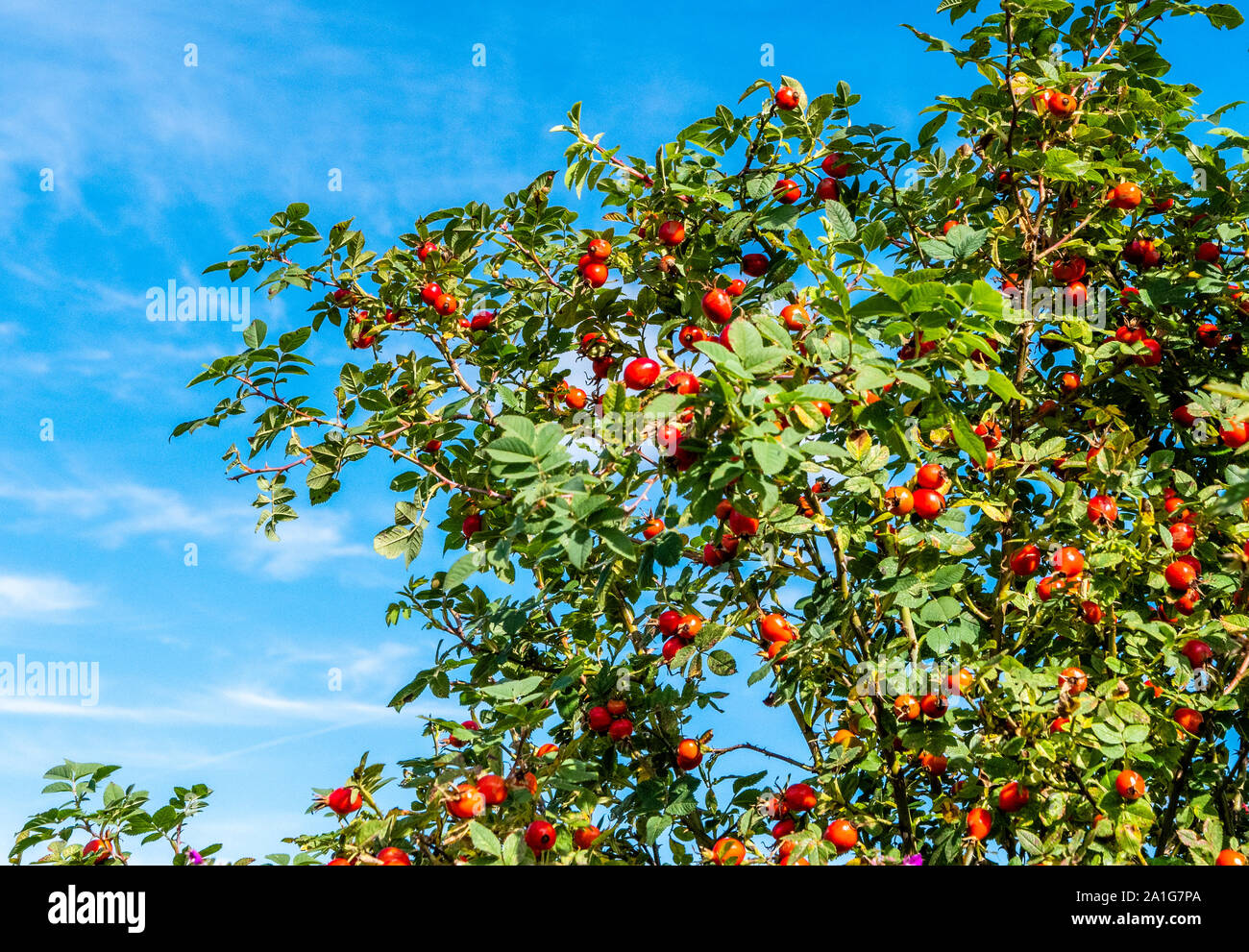 Bright orange hips of dog rose Rosa canina on a vigorous hedgerow shrub ...