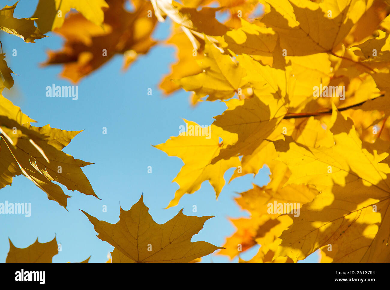 Autumn maple tree with bright orange foliage Stock Photo - Alamy