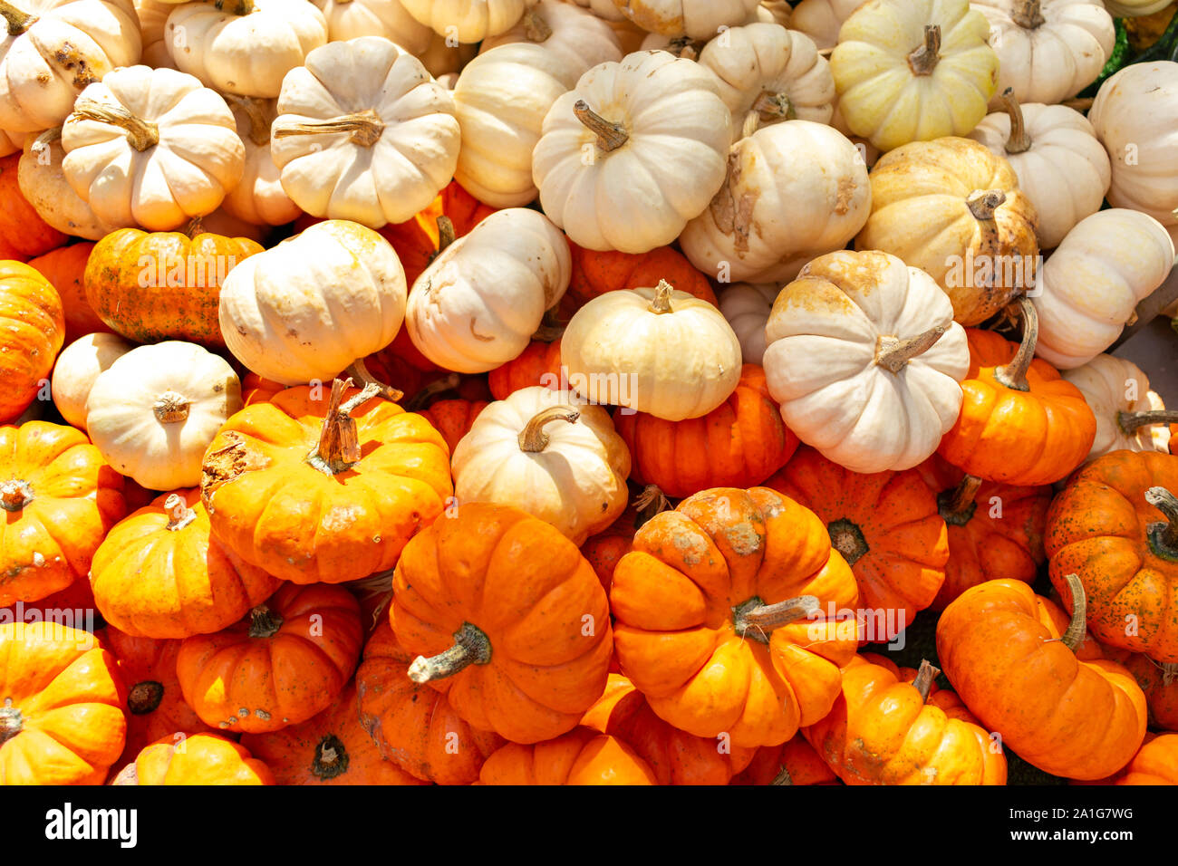Miniature Orange and White Pumpkins Stock Photo - Alamy