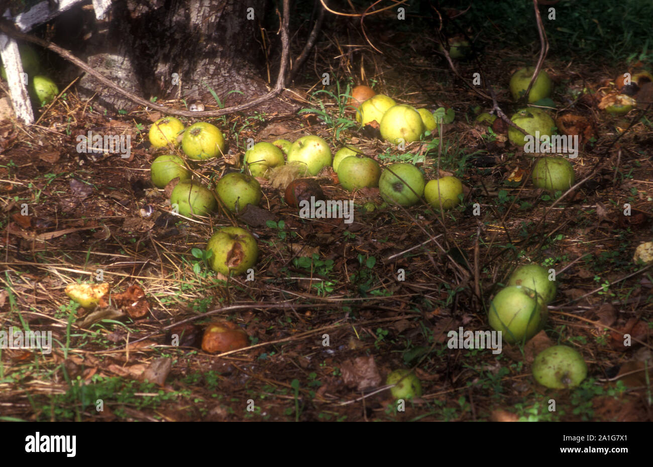 Rotting apple tree hi-res stock photography and images - Alamy