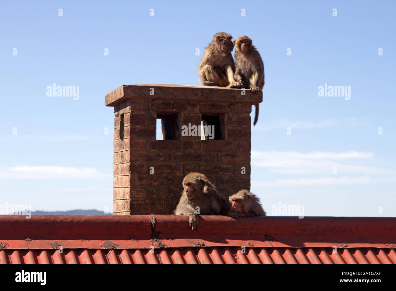 Funny chimpanzee photo hi-res stock photography and images - Alamy