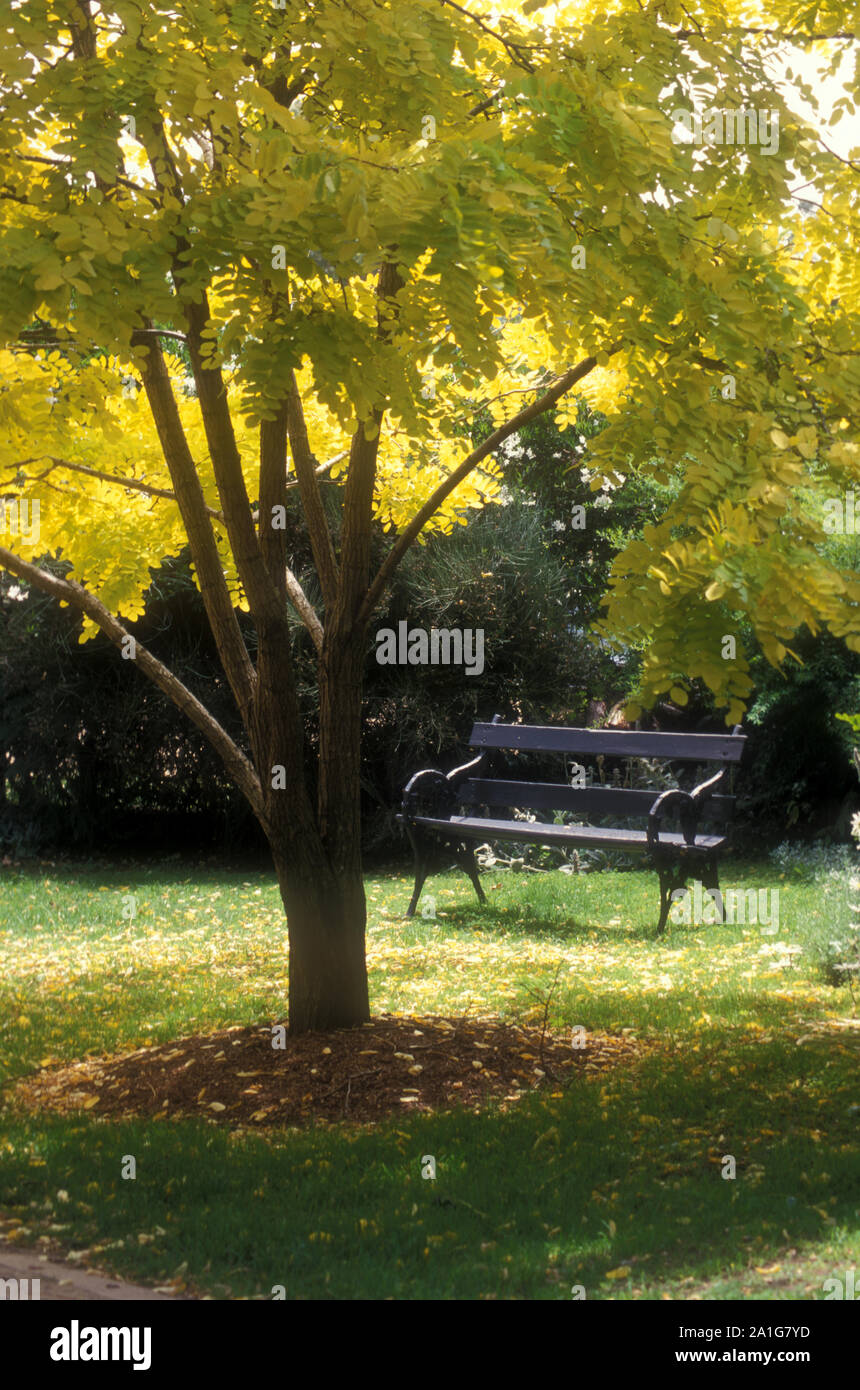 Robinia trees hi-res stock photography and images - Alamy