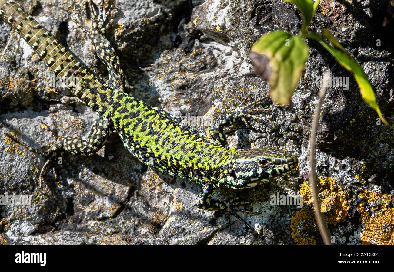Mature lizard hi-res stock photography and images - Alamy