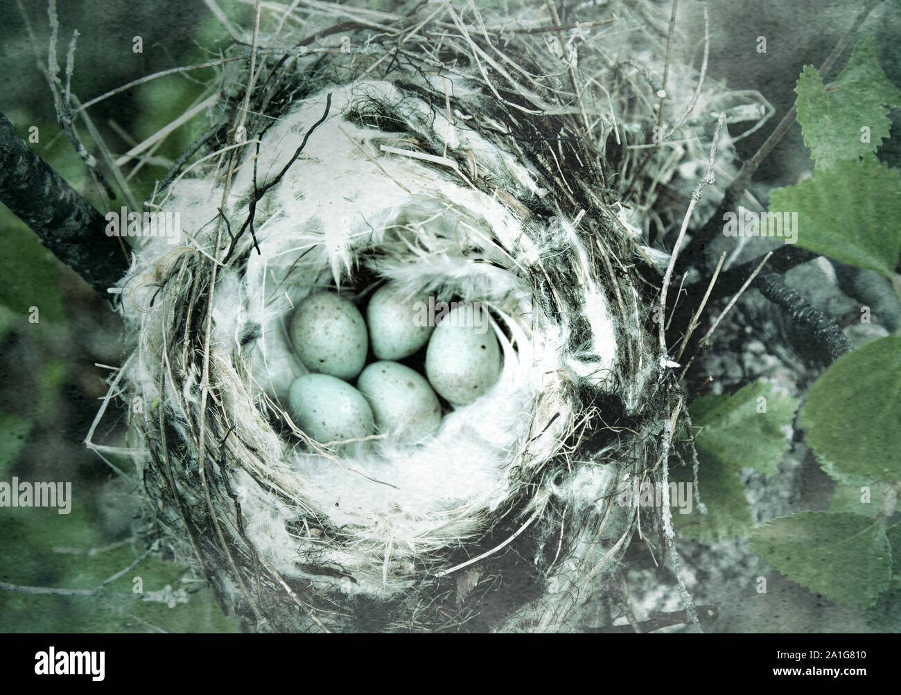 Birds nests guide. Cozy Arctic redpoll (Acanthis hornemanni) white nest ...