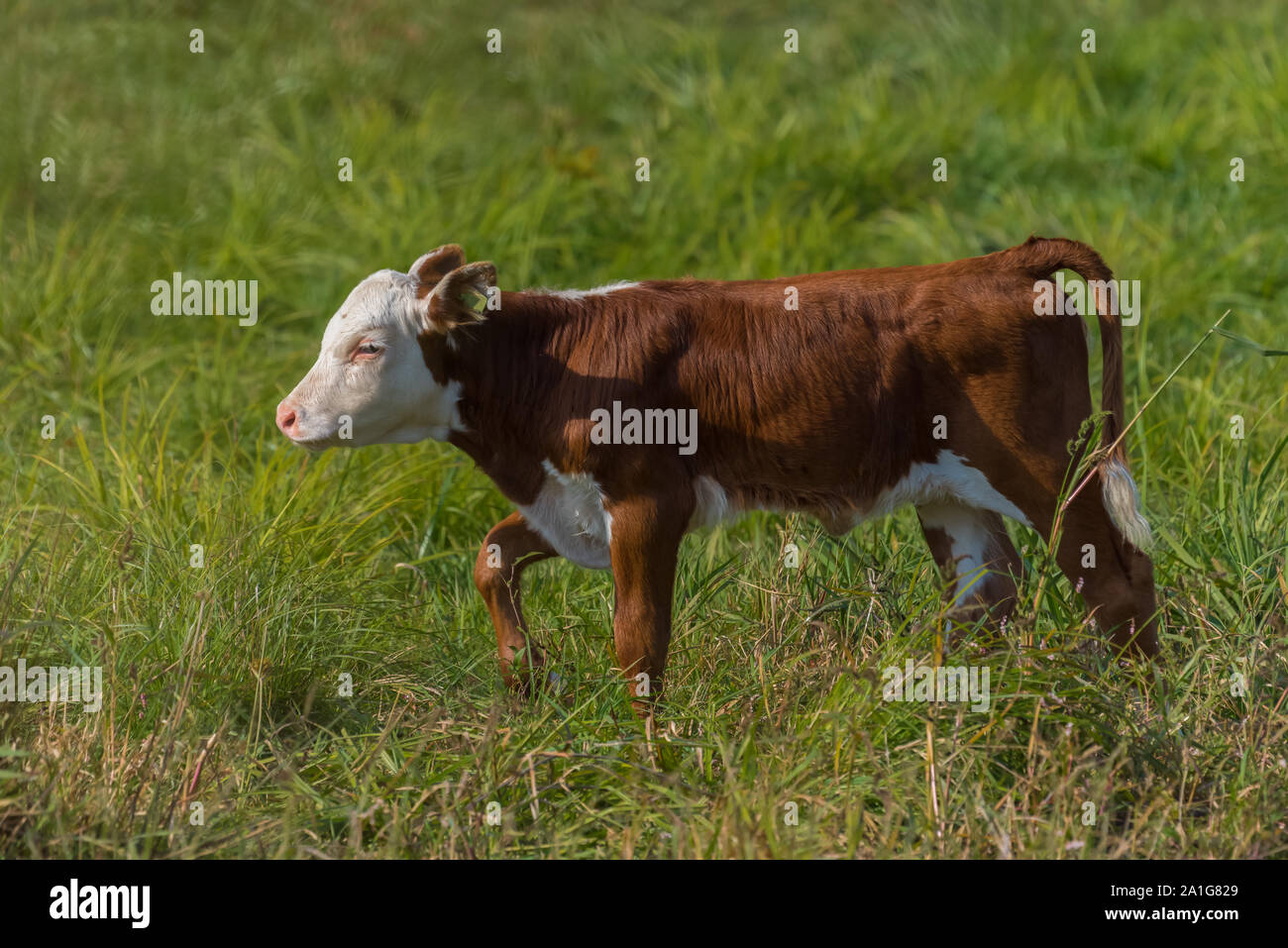 Small newborn calf in field in early fall in New England, USA Stock ...