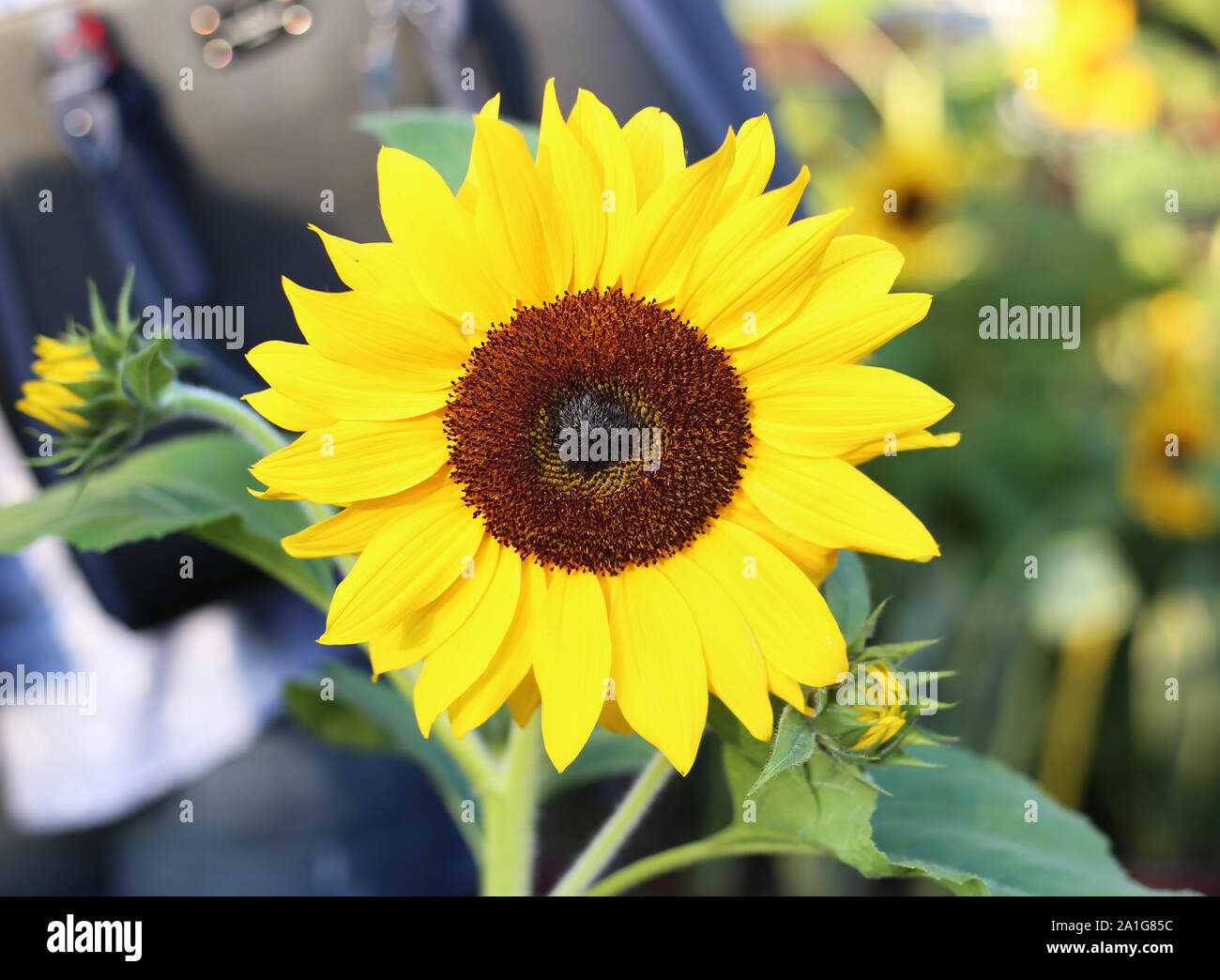 Helios flower hi-res stock photography and images - Alamy