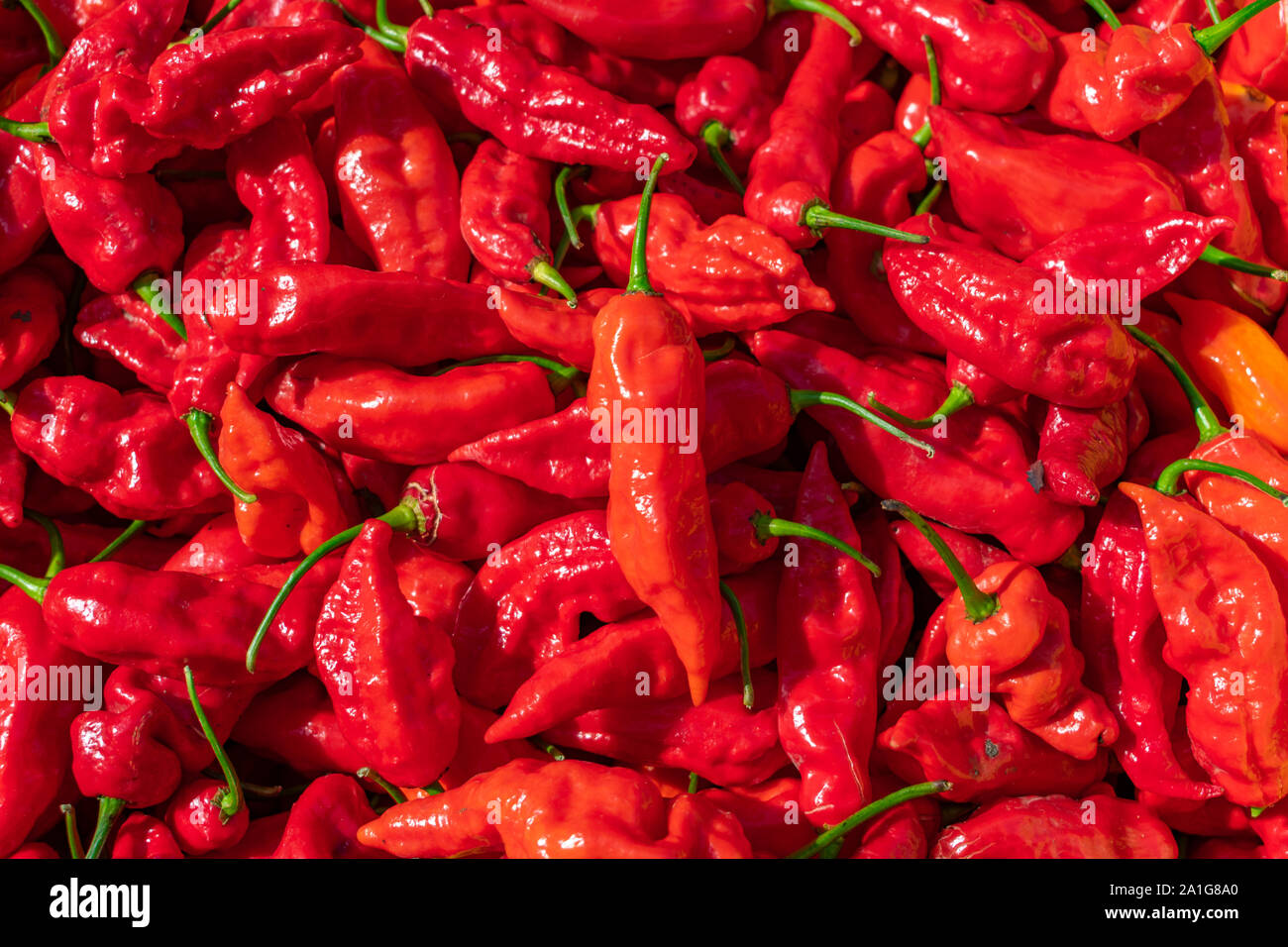 Pile of Red Hot Peppers Stock Photo - Alamy