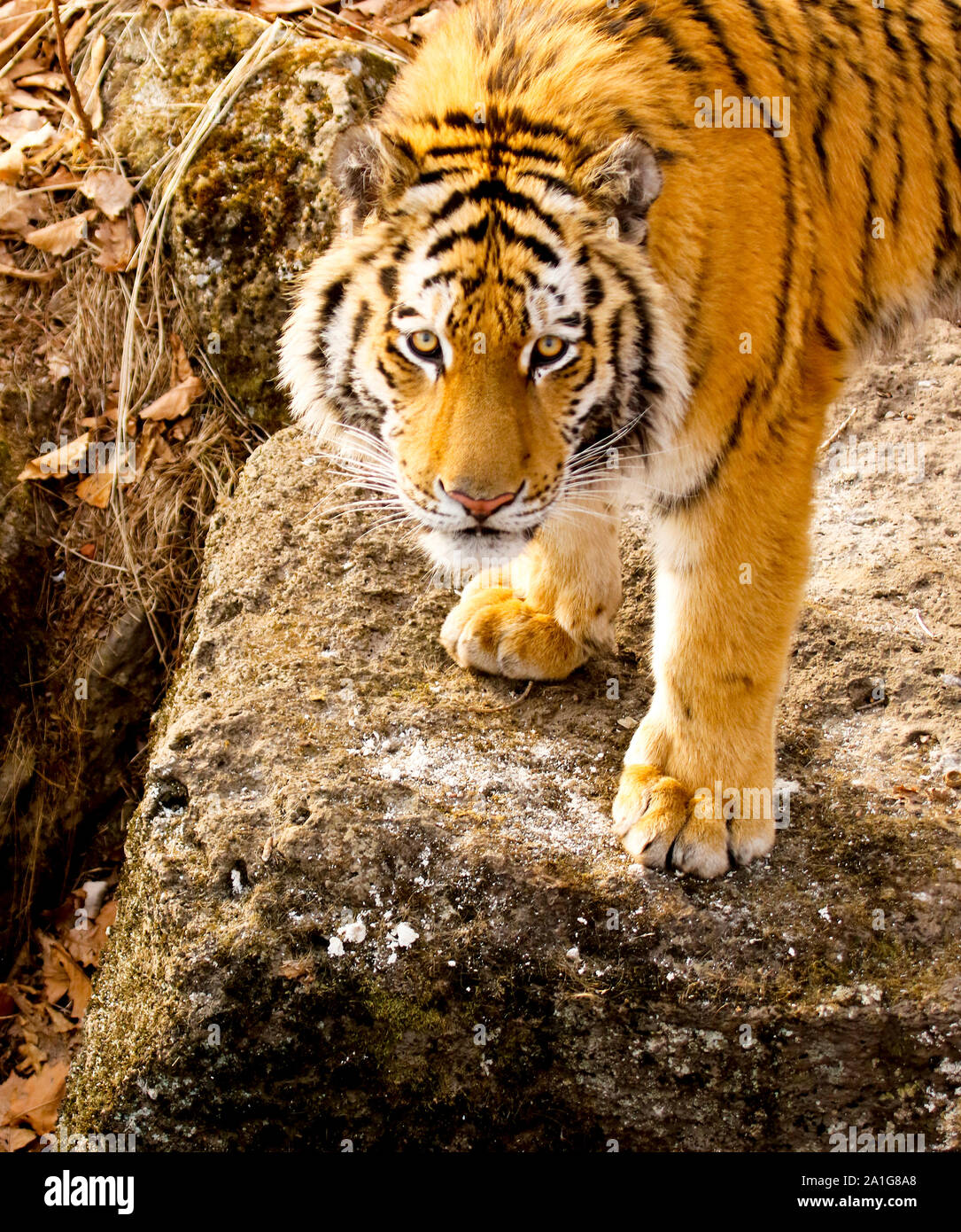 Siberian tiger russia hi-res stock photography and images - Alamy