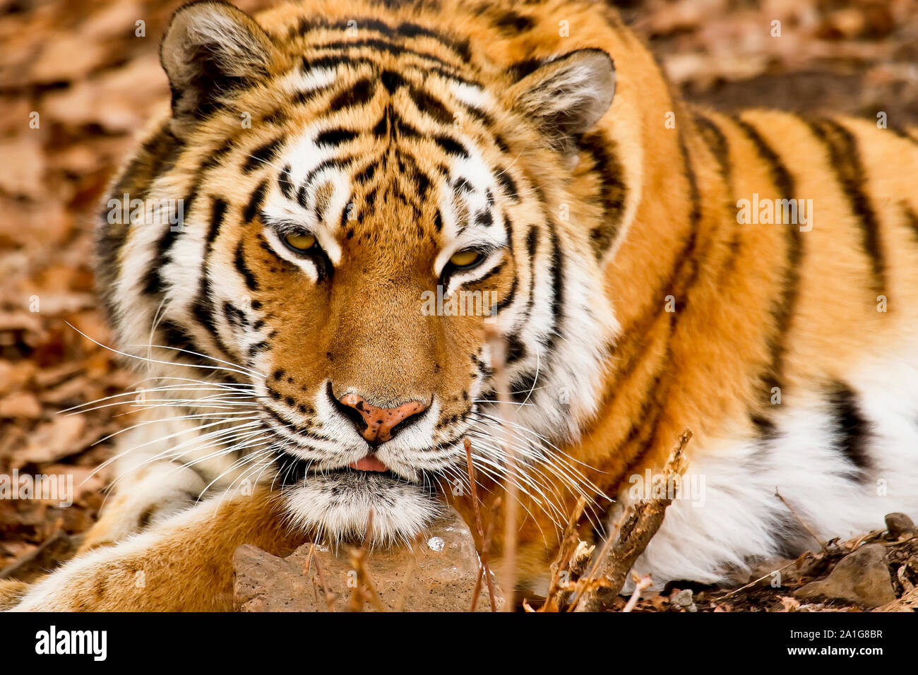 Amur o Siberian tiger, Panthera tigris altaica, Primorsky Krai. Russia ...
