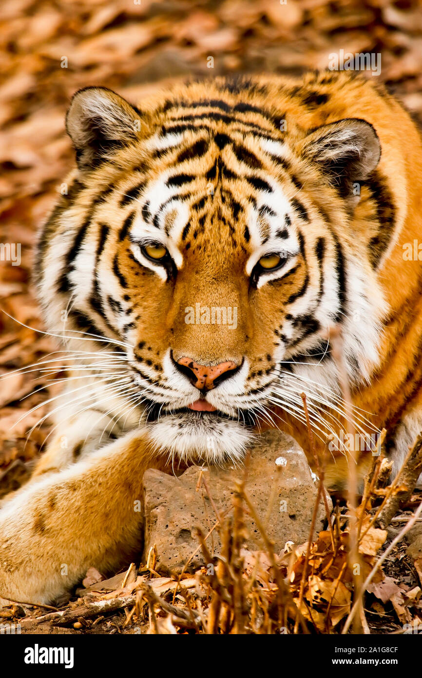 Amur o Siberian tiger, Panthera tigris altaica, Primorsky Krai. Russia ...