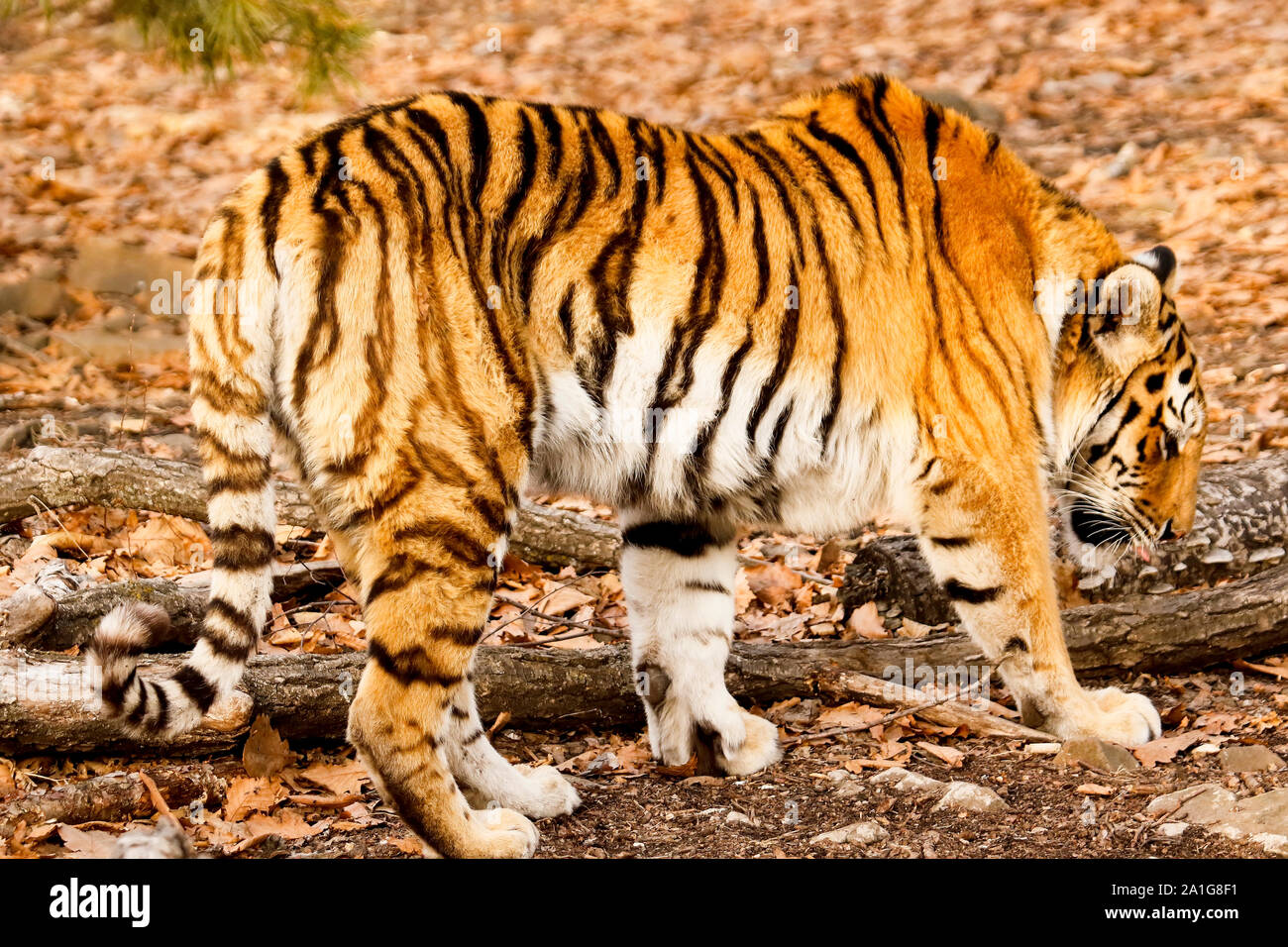 Phantera tigris hi-res stock photography and images - Alamy