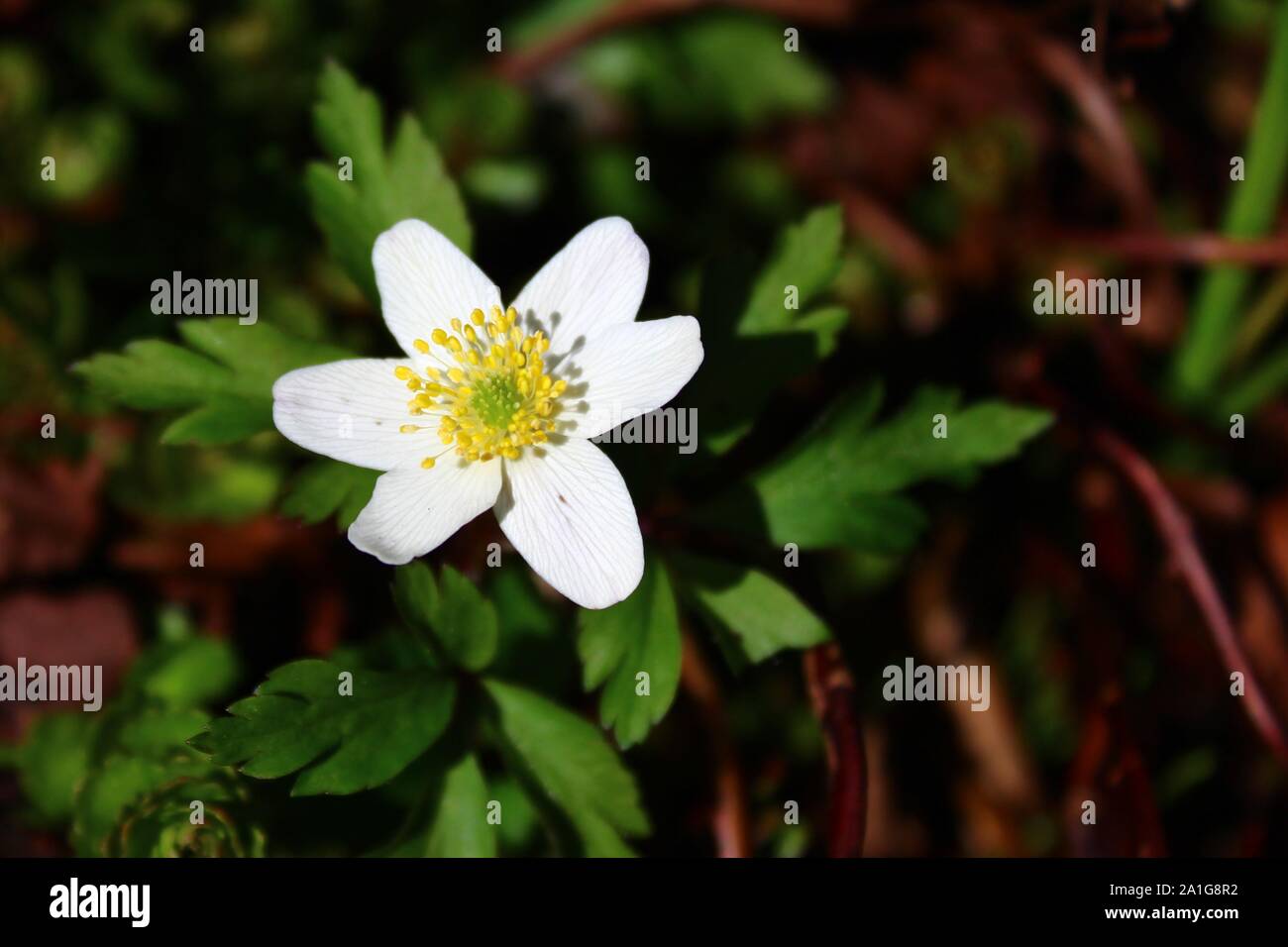 The picture shows a field of anemones Stock Photo - Alamy