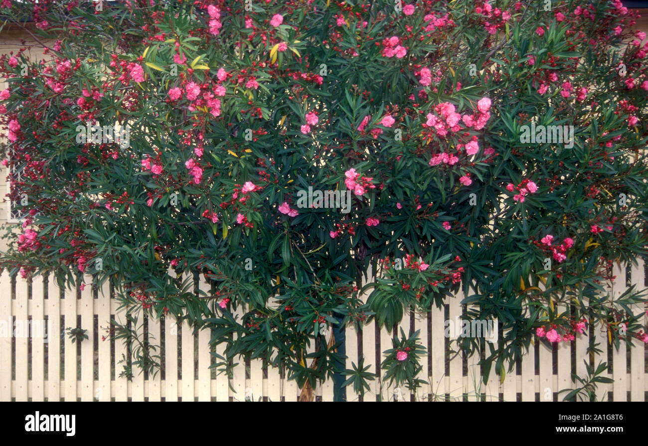 OLEANDER (NERIUM OLEANDER) SHRUB GROWING INSIDE SUBURBAN TIMBER FENCE ...