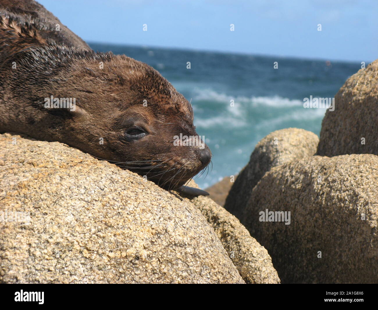 Animal rocks hi-res stock photography and images - Alamy