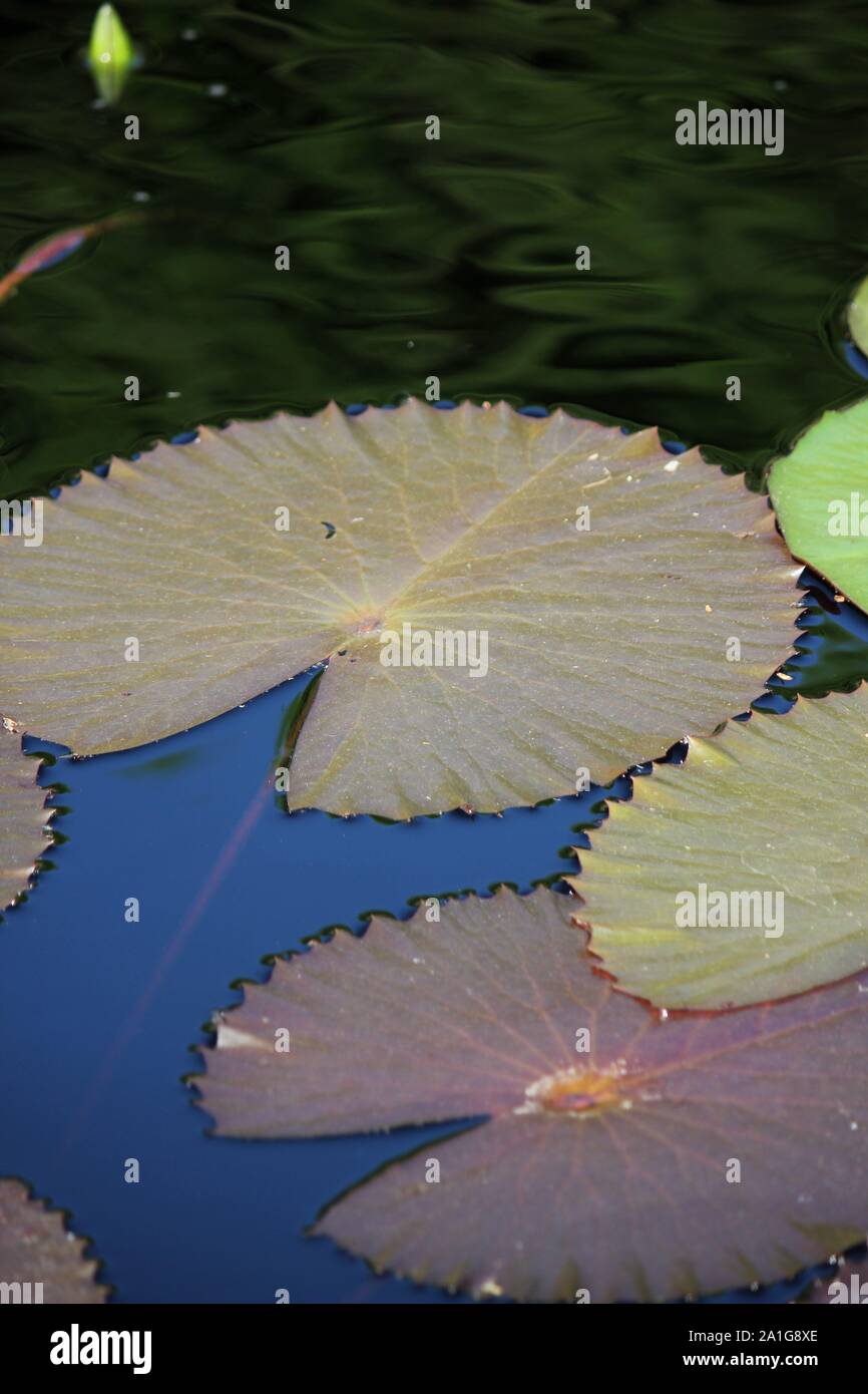 Beautiful green lily pad leaf, Nymphaeaceae, floating in a stillwater ...