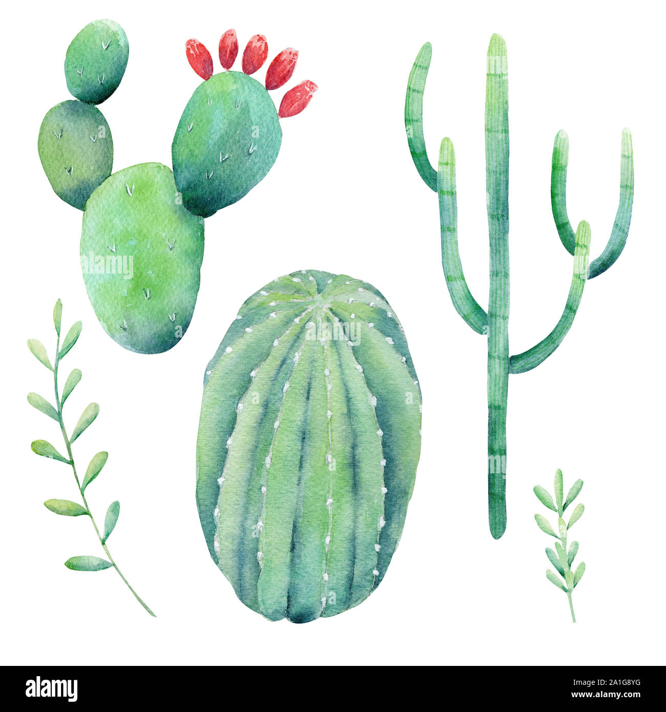 Prickly cactuses hand drawn watercolor raster illustration set. Succulent echeveria and blooming ...