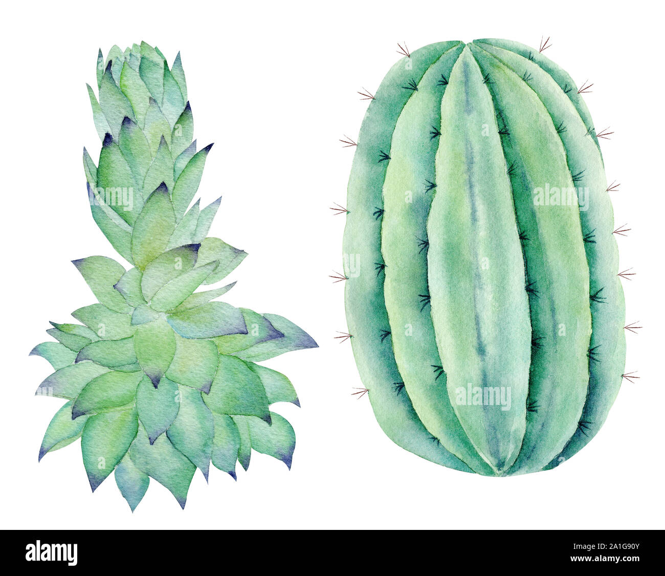 Green houseplants hand drawn watercolor raster illustration set. Succulent echeveria and prickly ...