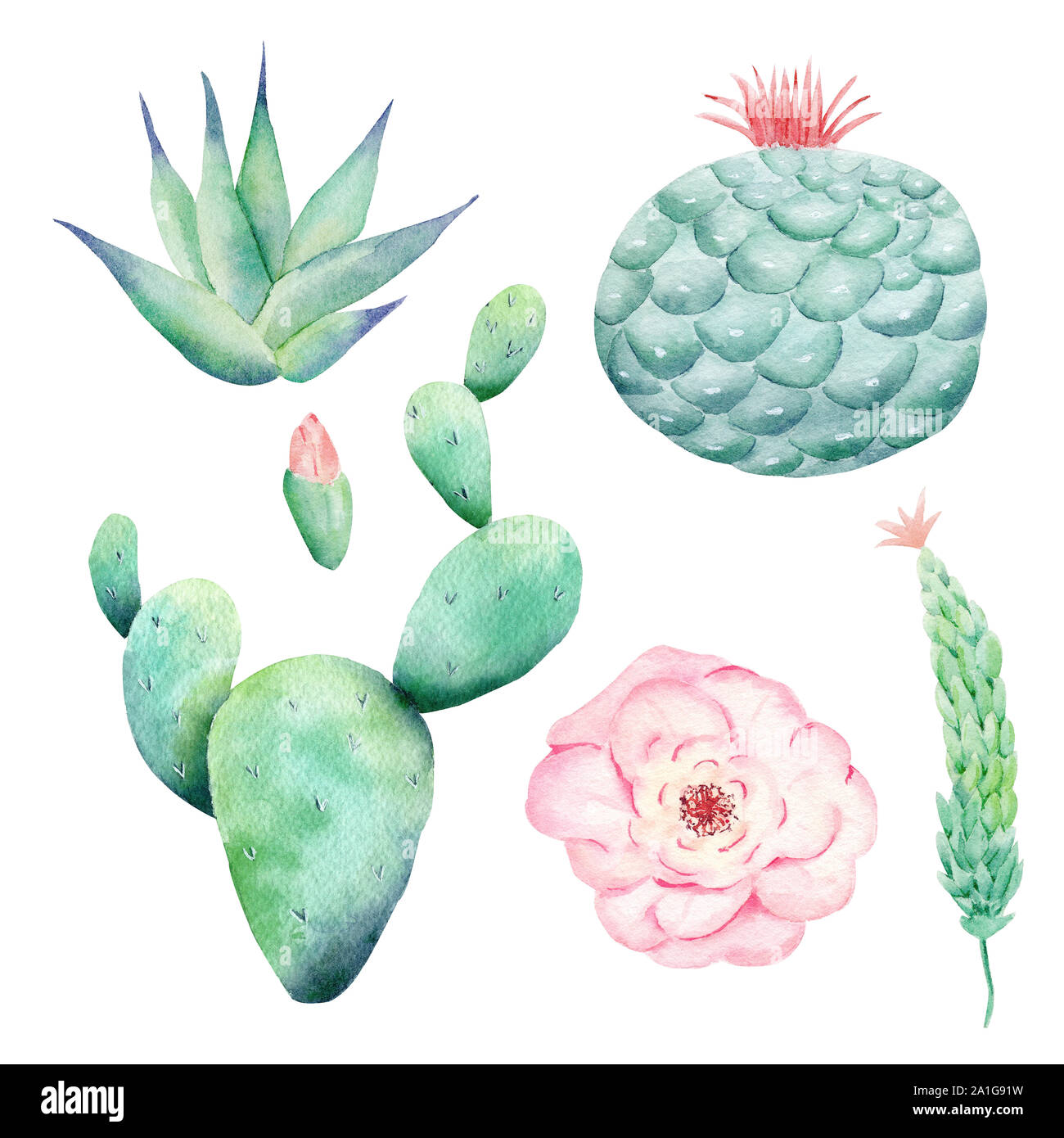 Wild cactuses hand drawn watercolor raster illustration set. Blooming ...