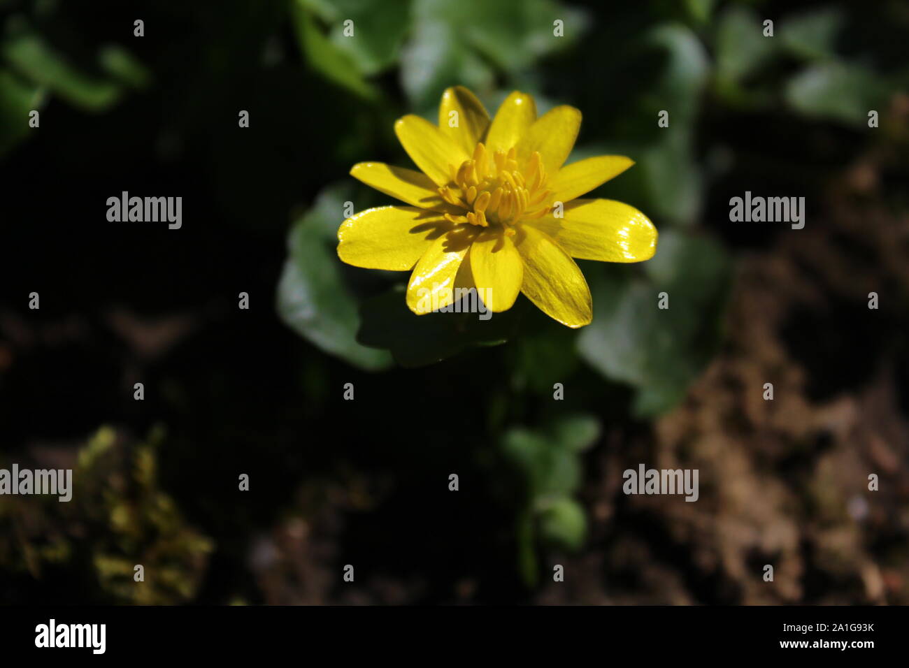 Buttercup time hi-res stock photography and images - Alamy