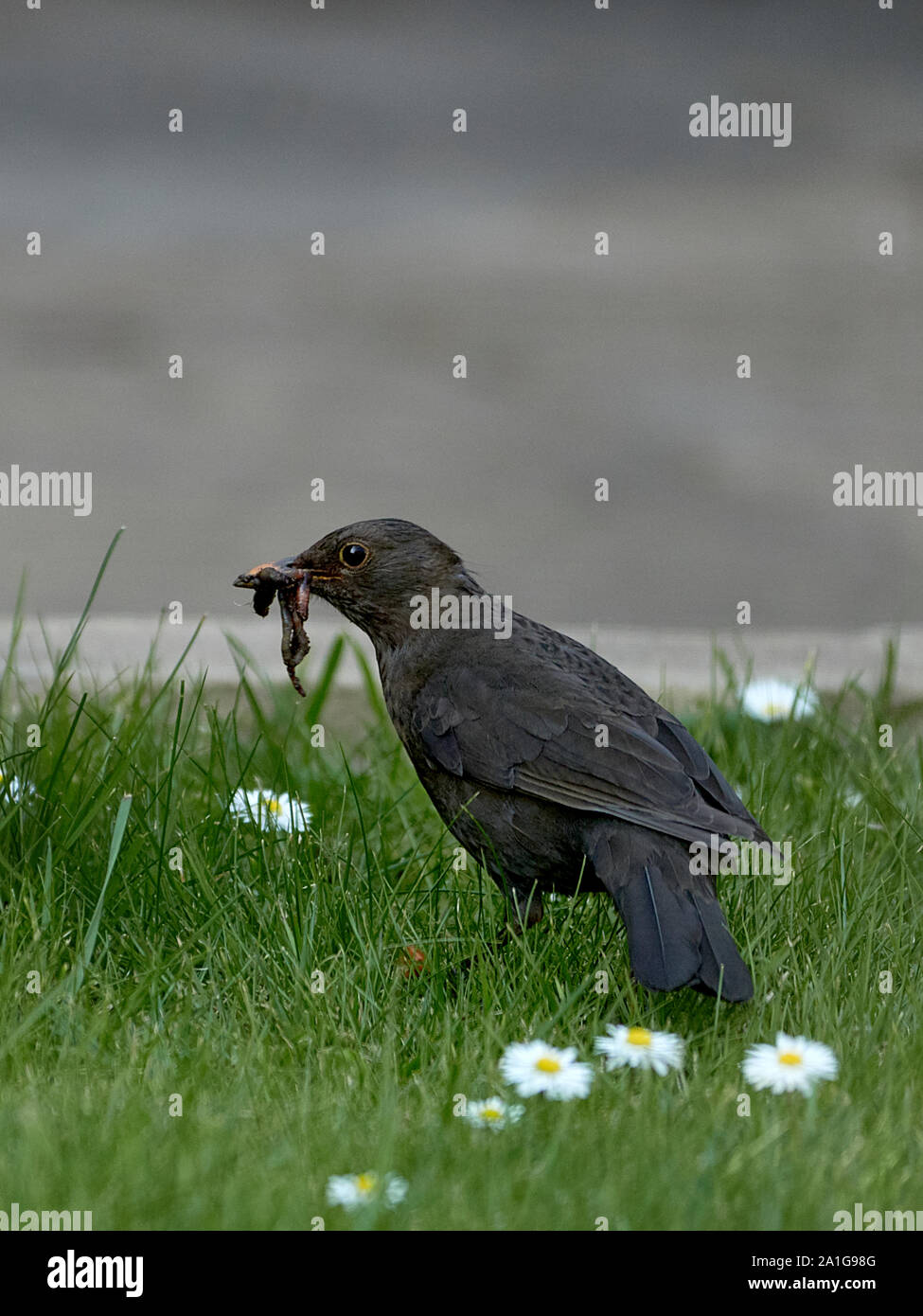 Bird eating worms hi-res stock photography and images - Alamy