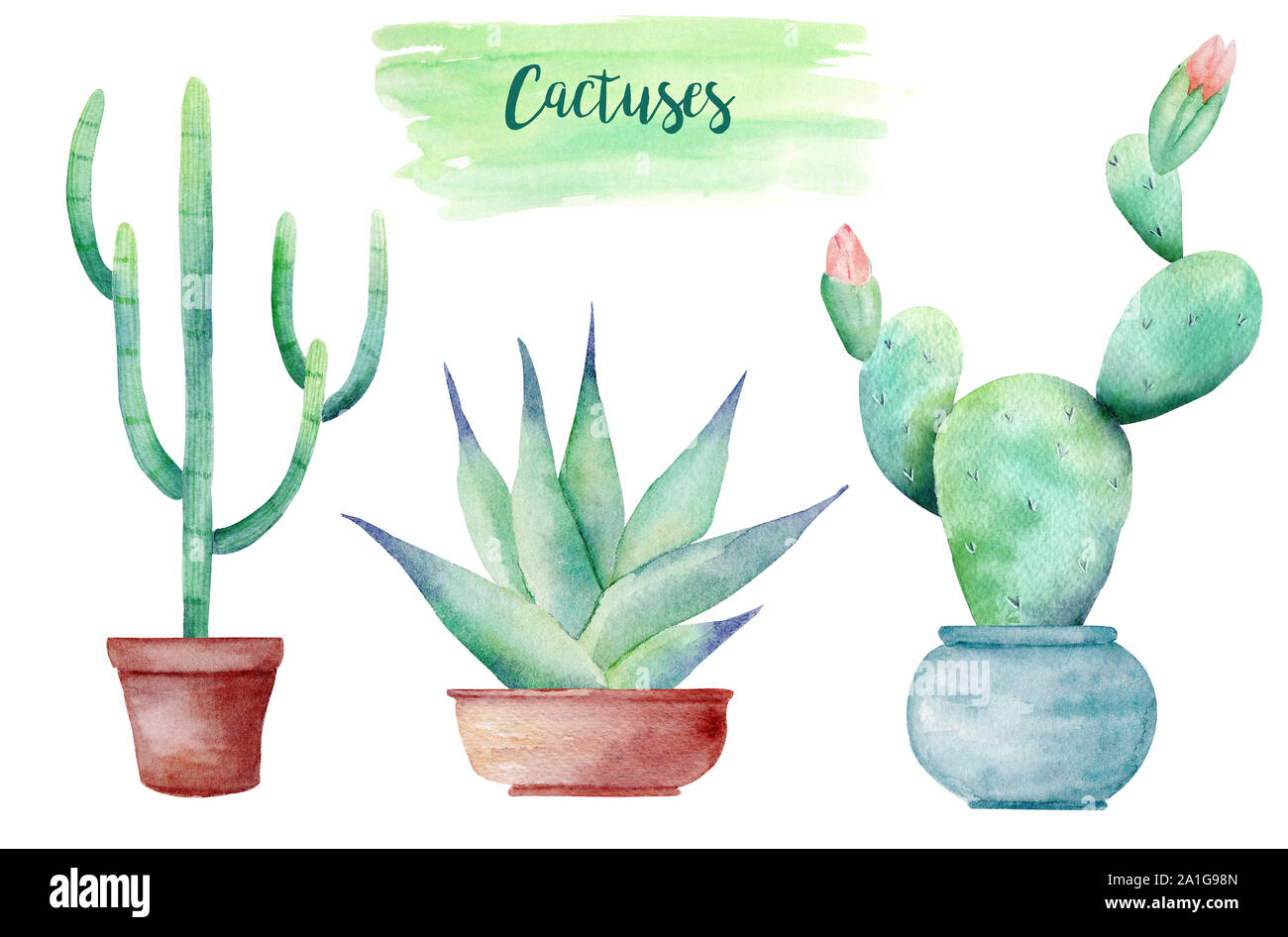 Houseplants in pots hand drawn watercolor raster illustration set. Succulent echeveria and ...