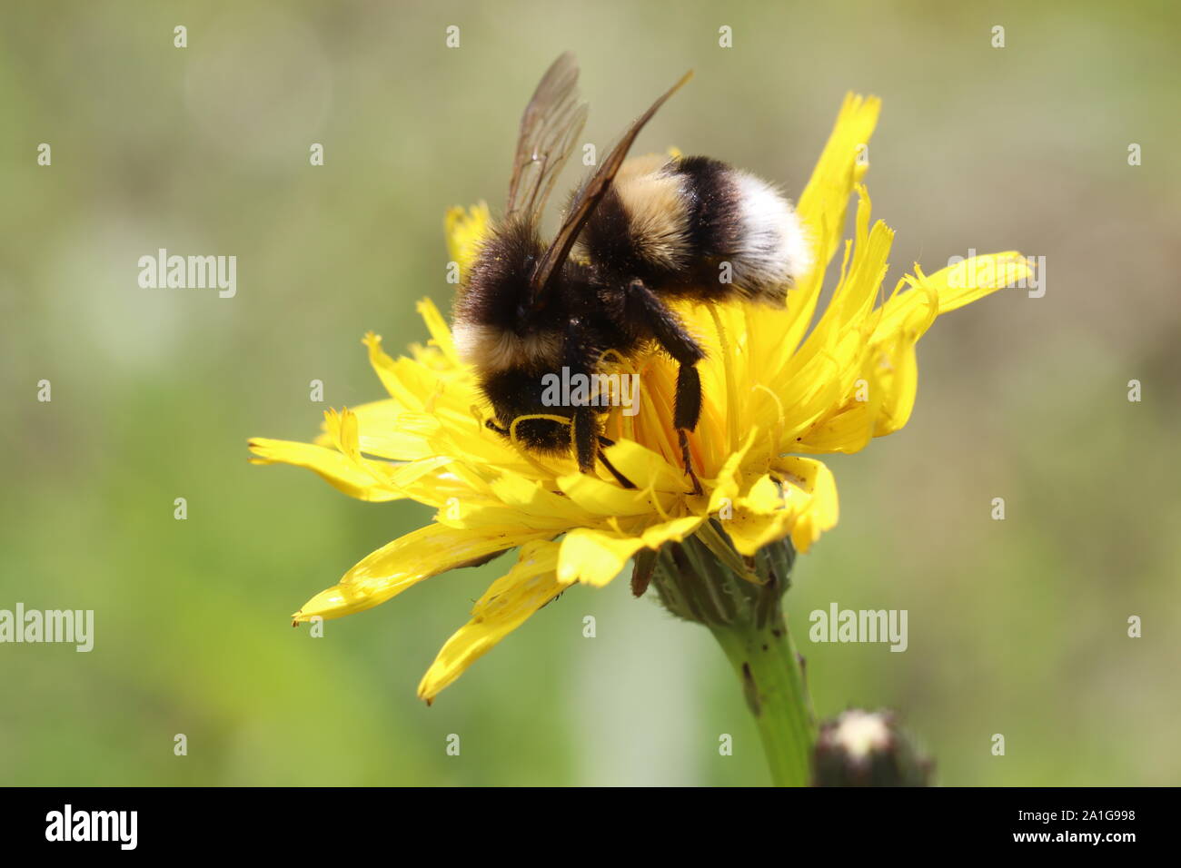 macro flower + bee Stock Photo - Alamy