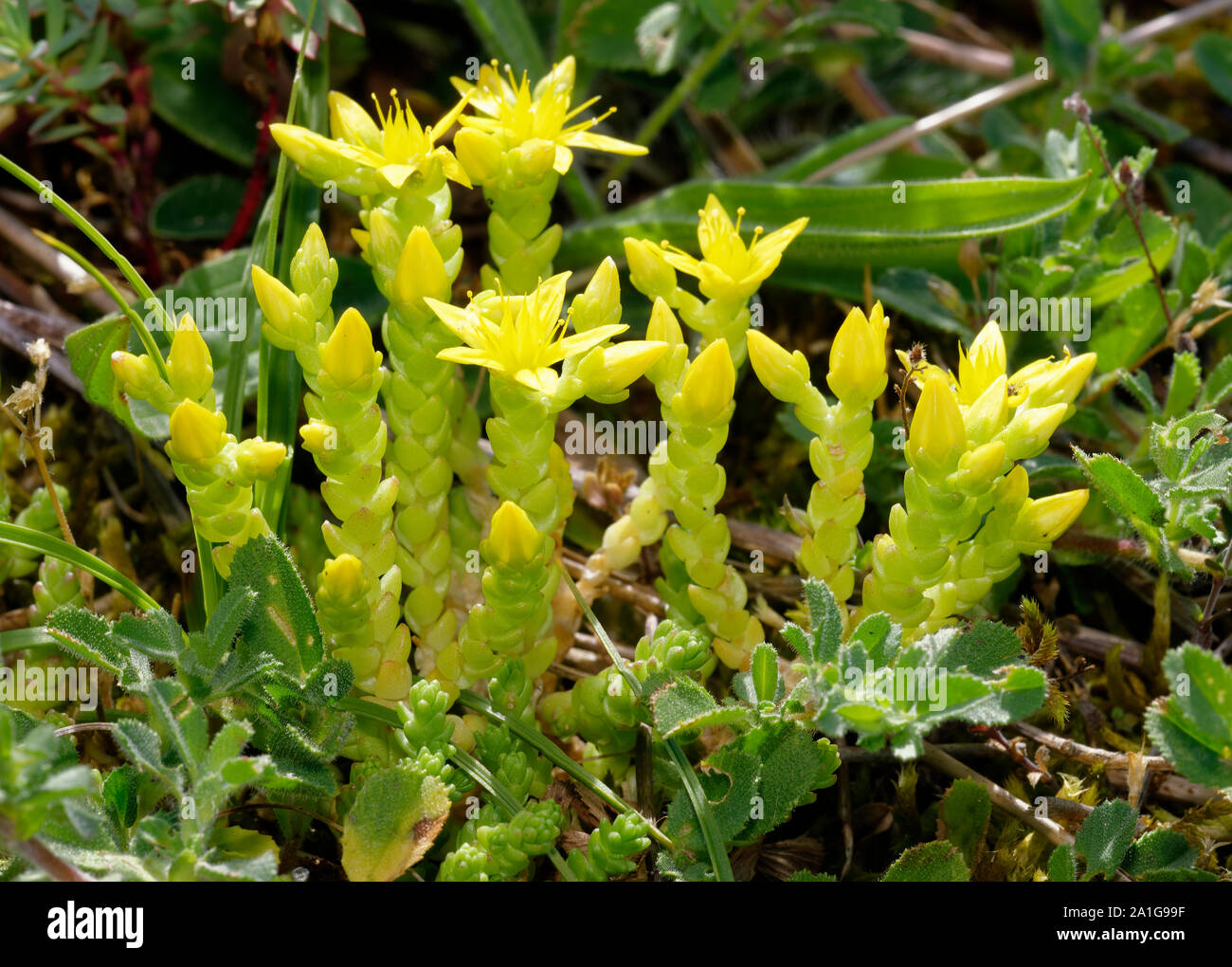 Biting Stonecrop - Sedum acre, Growing on Braunton Burrows Sand Dunes ...