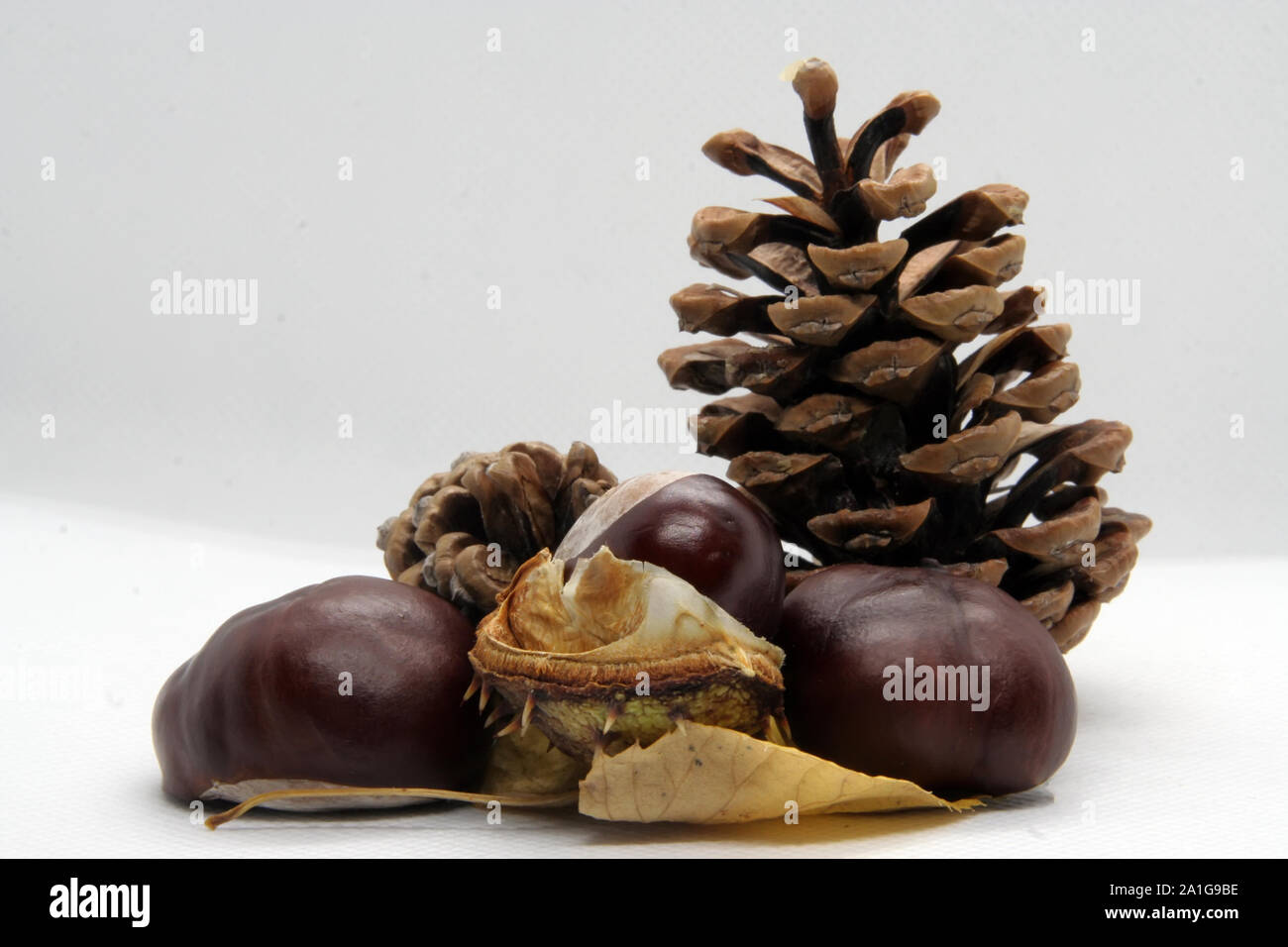 Pine cone and chestnut. Autumn nature symbols. Pinecones and chestnuts ...