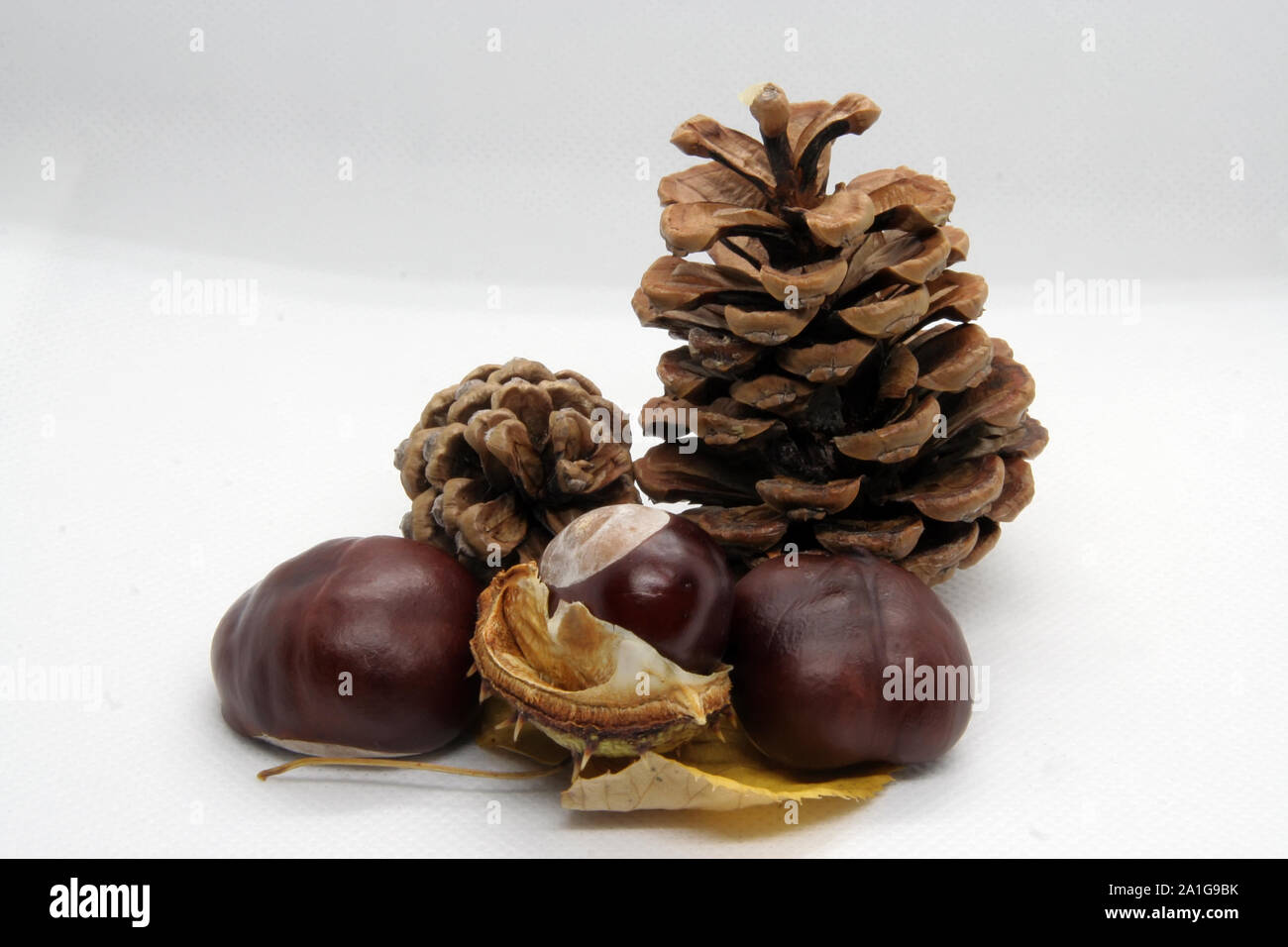 Pine cone and chestnut. Autumn nature symbols. Pinecones and chestnuts ...