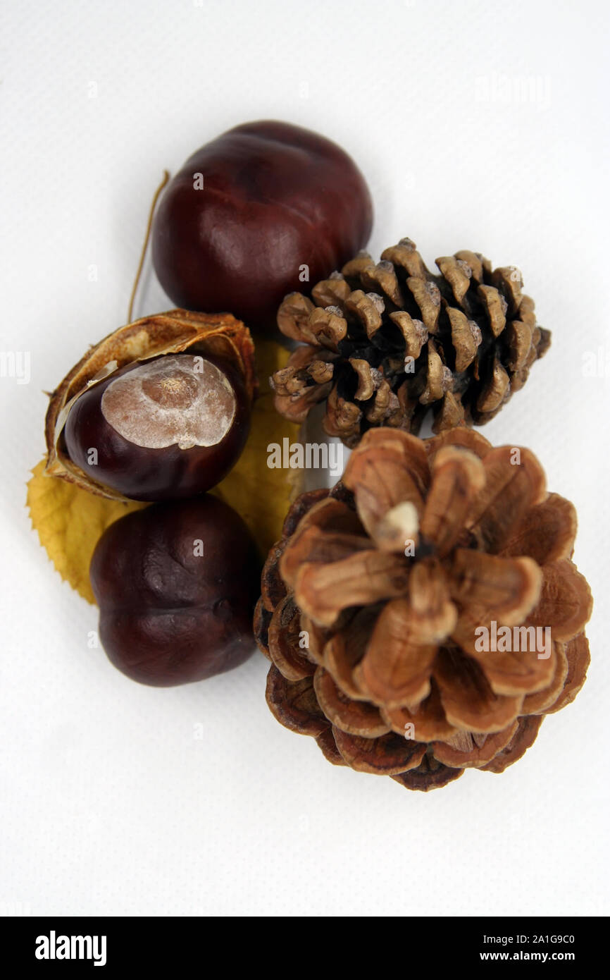 Pine cone and chestnut. Autumn nature symbols. Pinecones and chestnuts ...