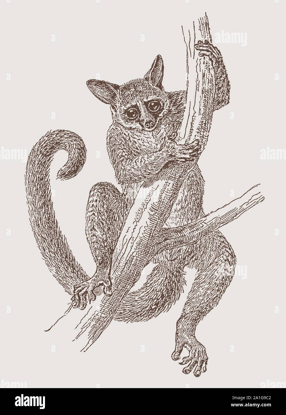 Galago galago senegalensis Stock Vector Images - Alamy