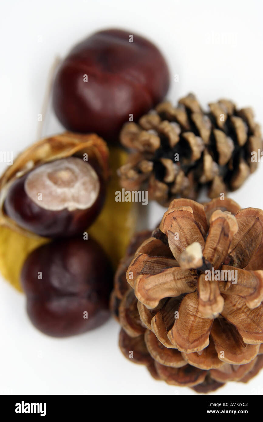Pine cone and chestnut. Autumn nature symbols. Pinecones and chestnuts ...