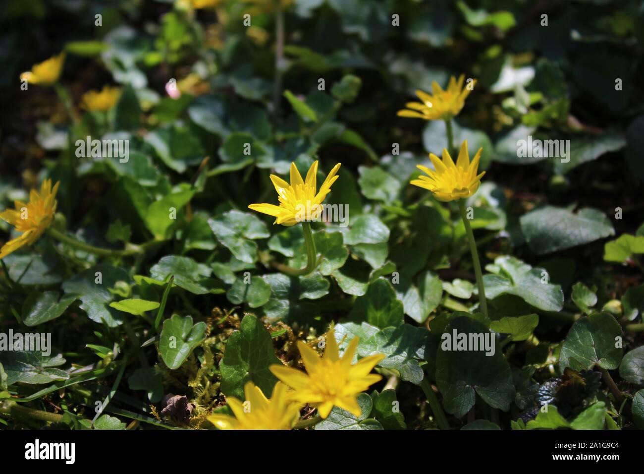 The picture shows a buttercup in the garden Stock Photo - Alamy