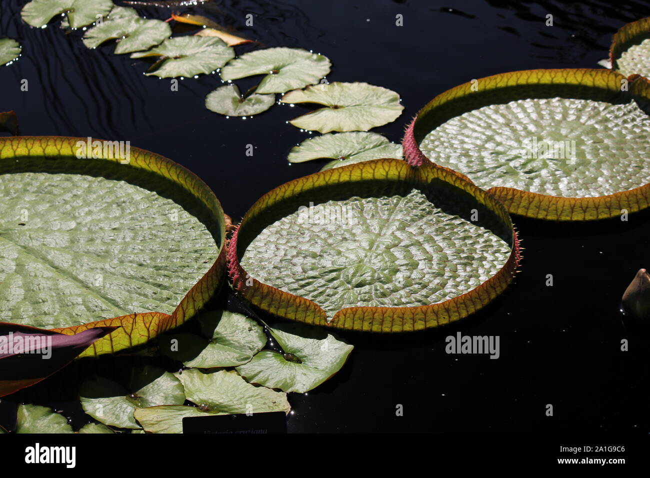 Victoria Amazonica Nymphaea Victoria High Resolution Stock Photography ...