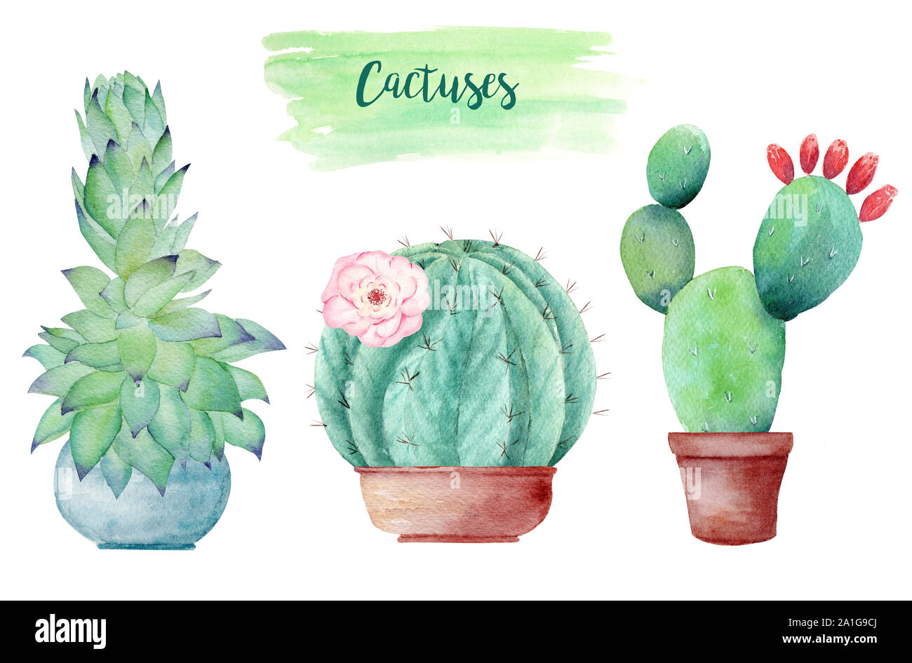 Green cacti hand drawn watercolor raster illustration set. Blooming ...