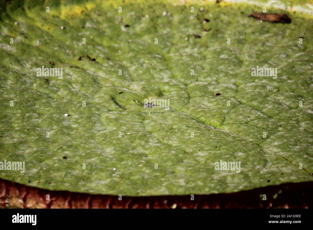 Beautiful green lily pad leaf, Nymphaeaceae, Victoria amazonica ...