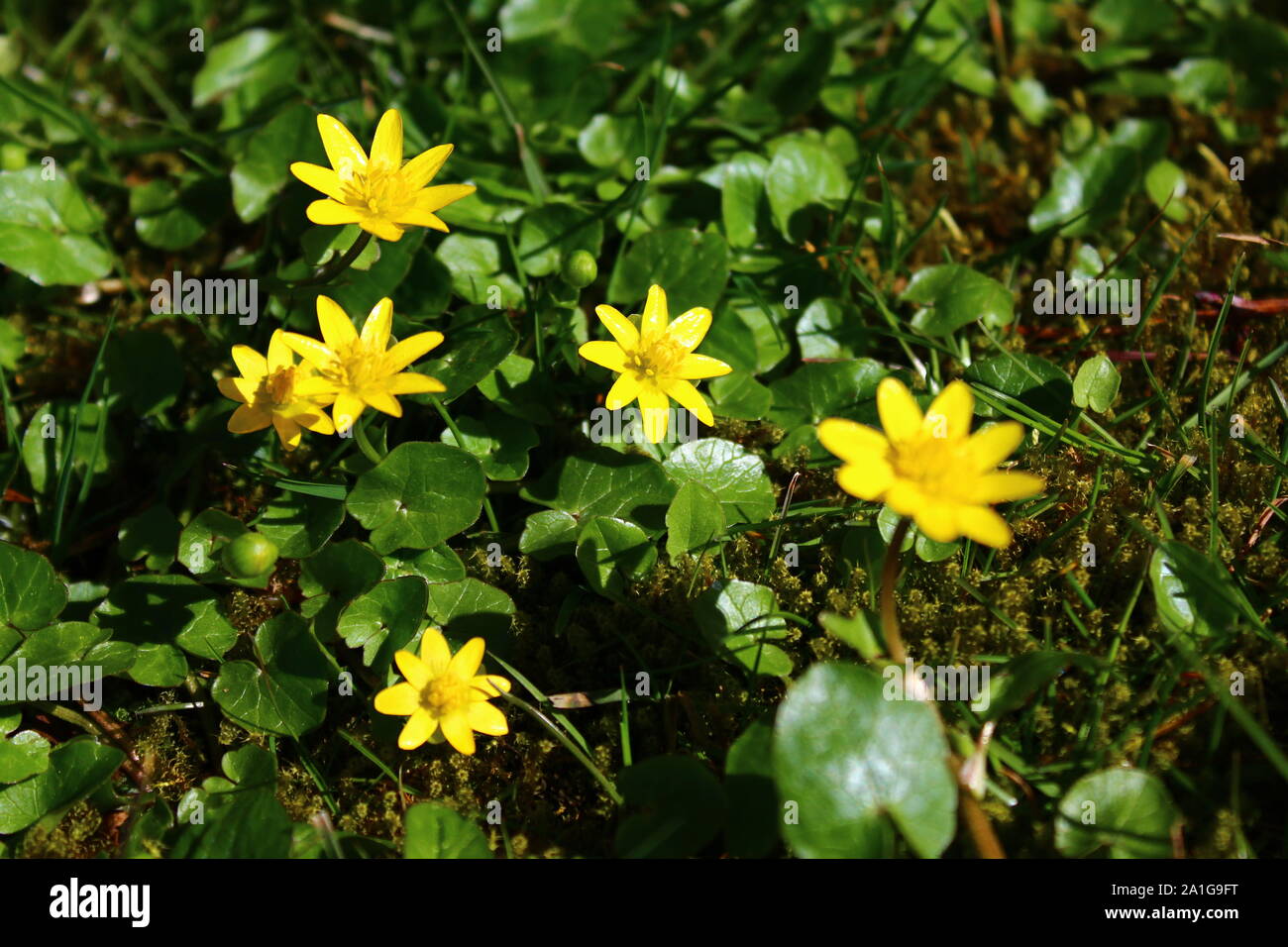 The picture shows buttercup in the garden Stock Photo - Alamy