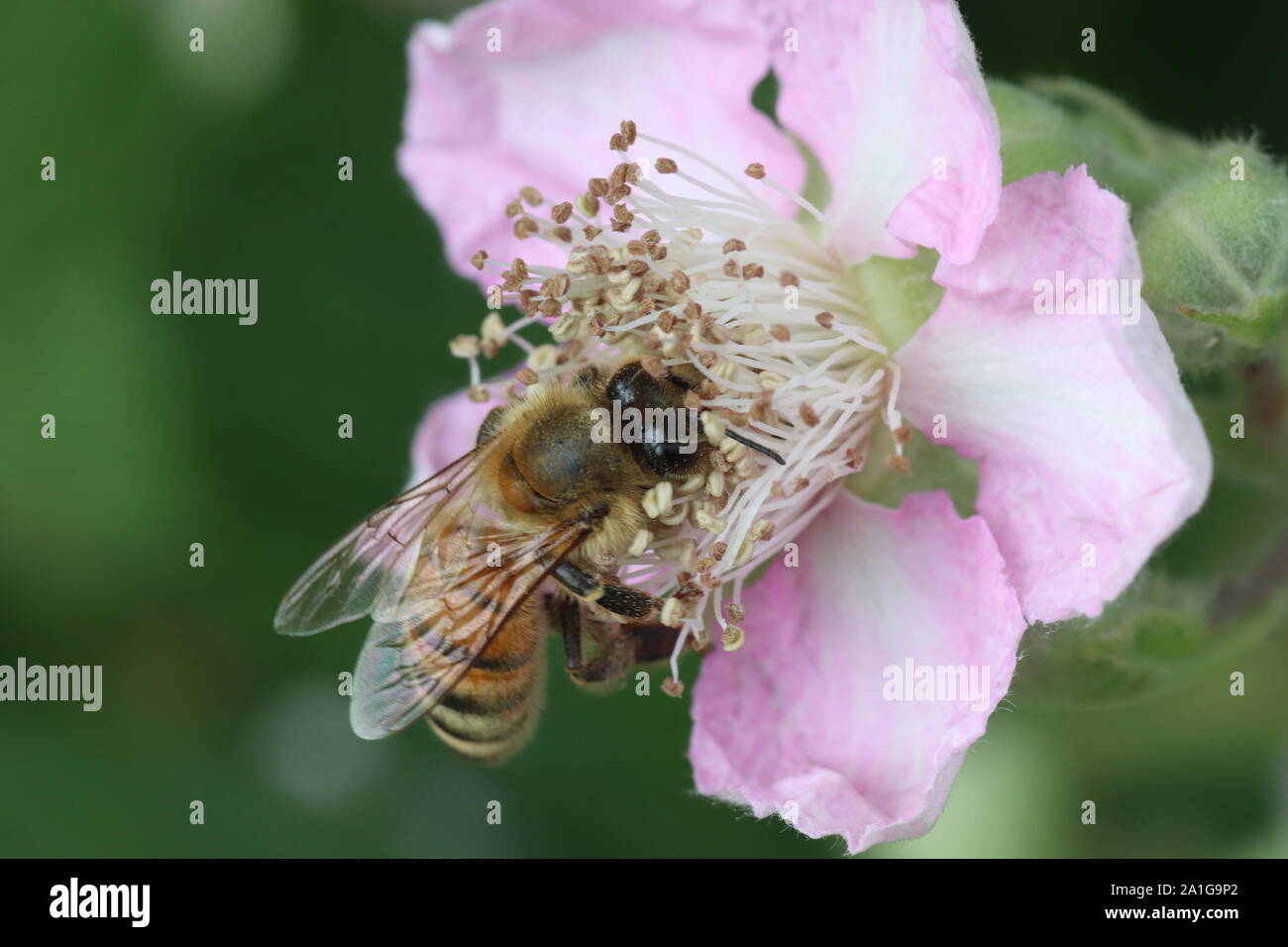 macro flower + bee Stock Photo - Alamy