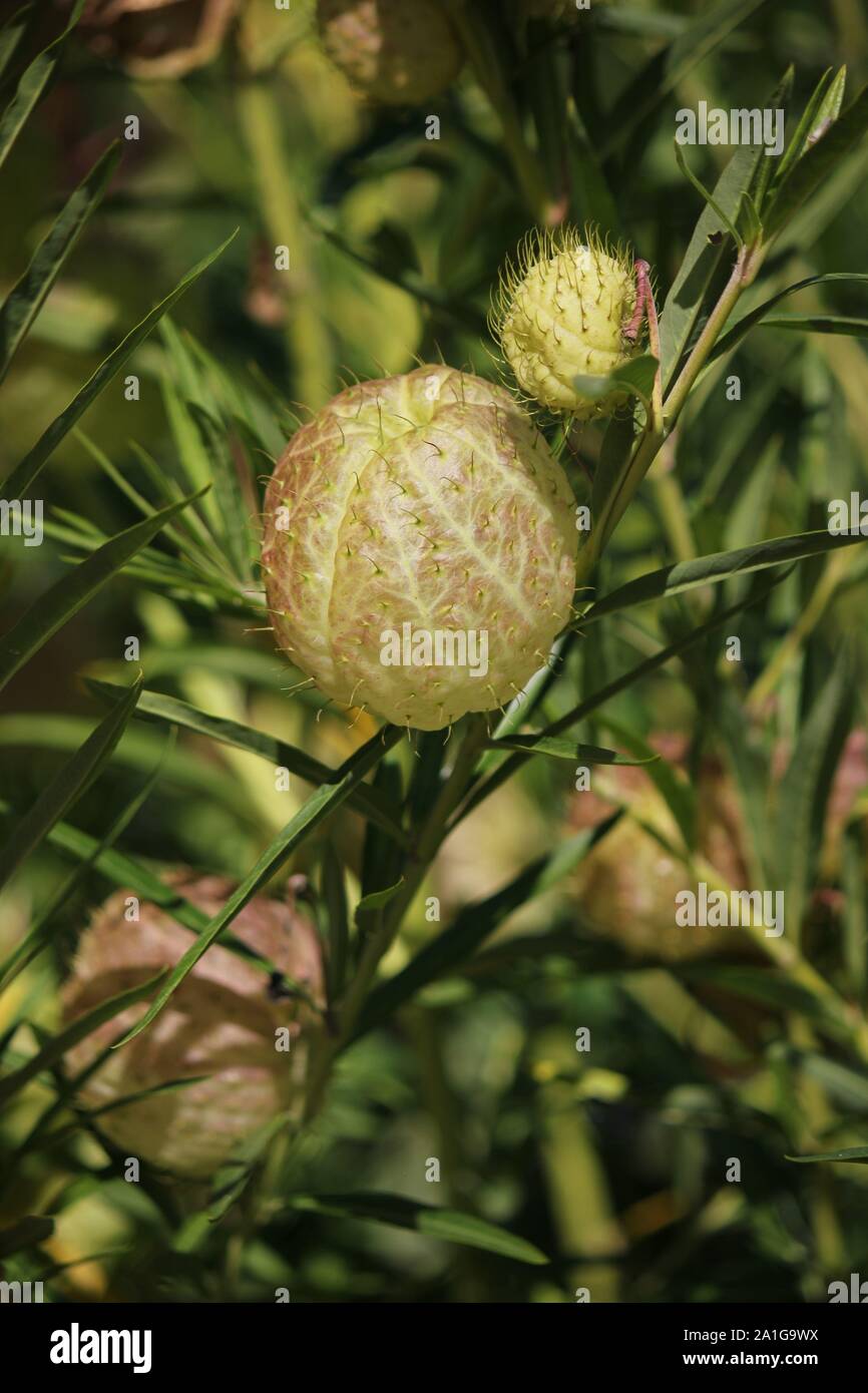 Hairy balloonplant, Gomphocarpus physocarpus, hairy balls, balloonplant ...