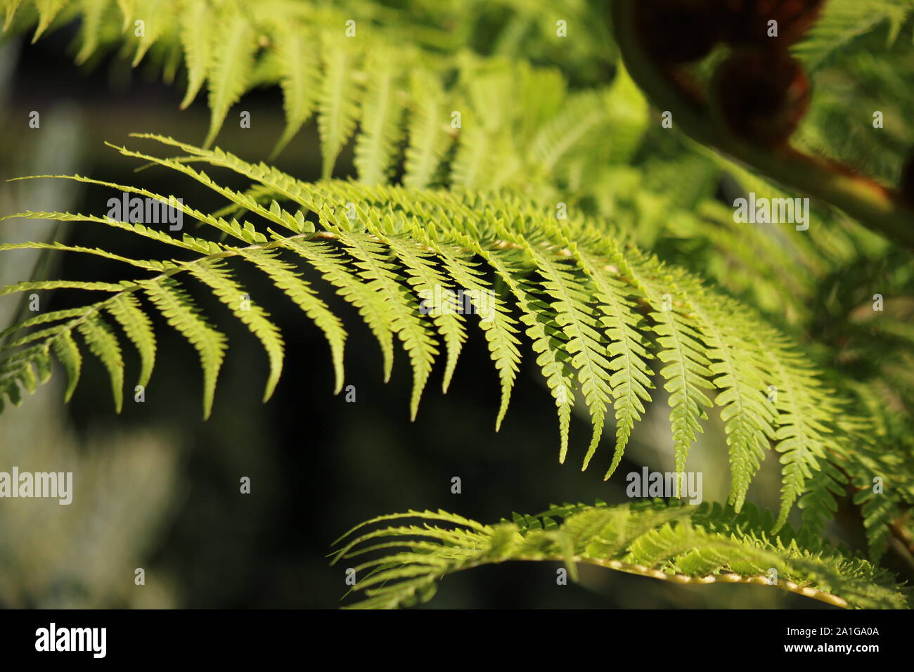 Sphaeropteris cooperi, Cyathea cooperi, lacy tree fern, scaly tree fern ...
