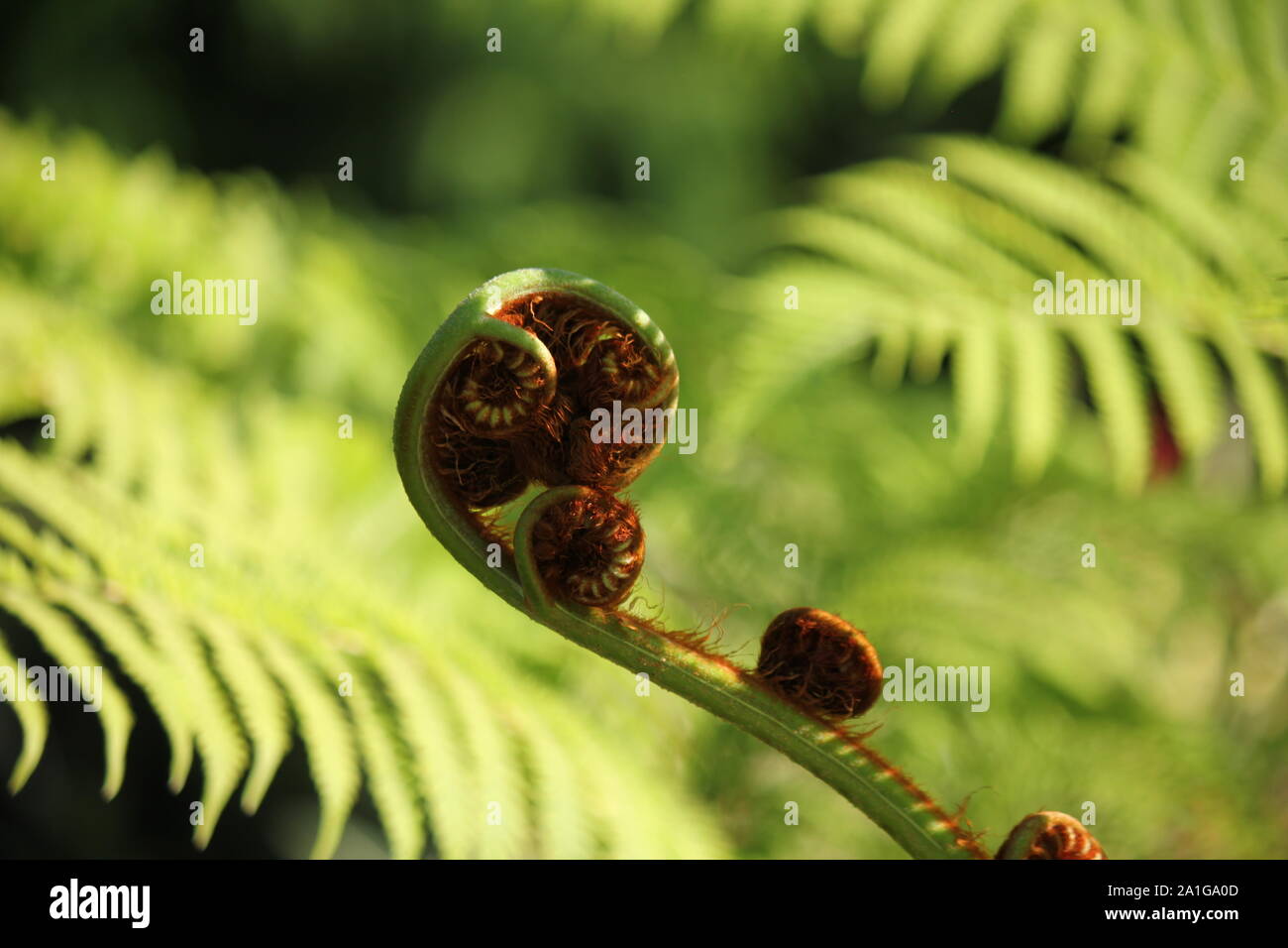 Sphaeropteris cooperi, Cyathea cooperi, lacy tree fern, scaly tree fern ...