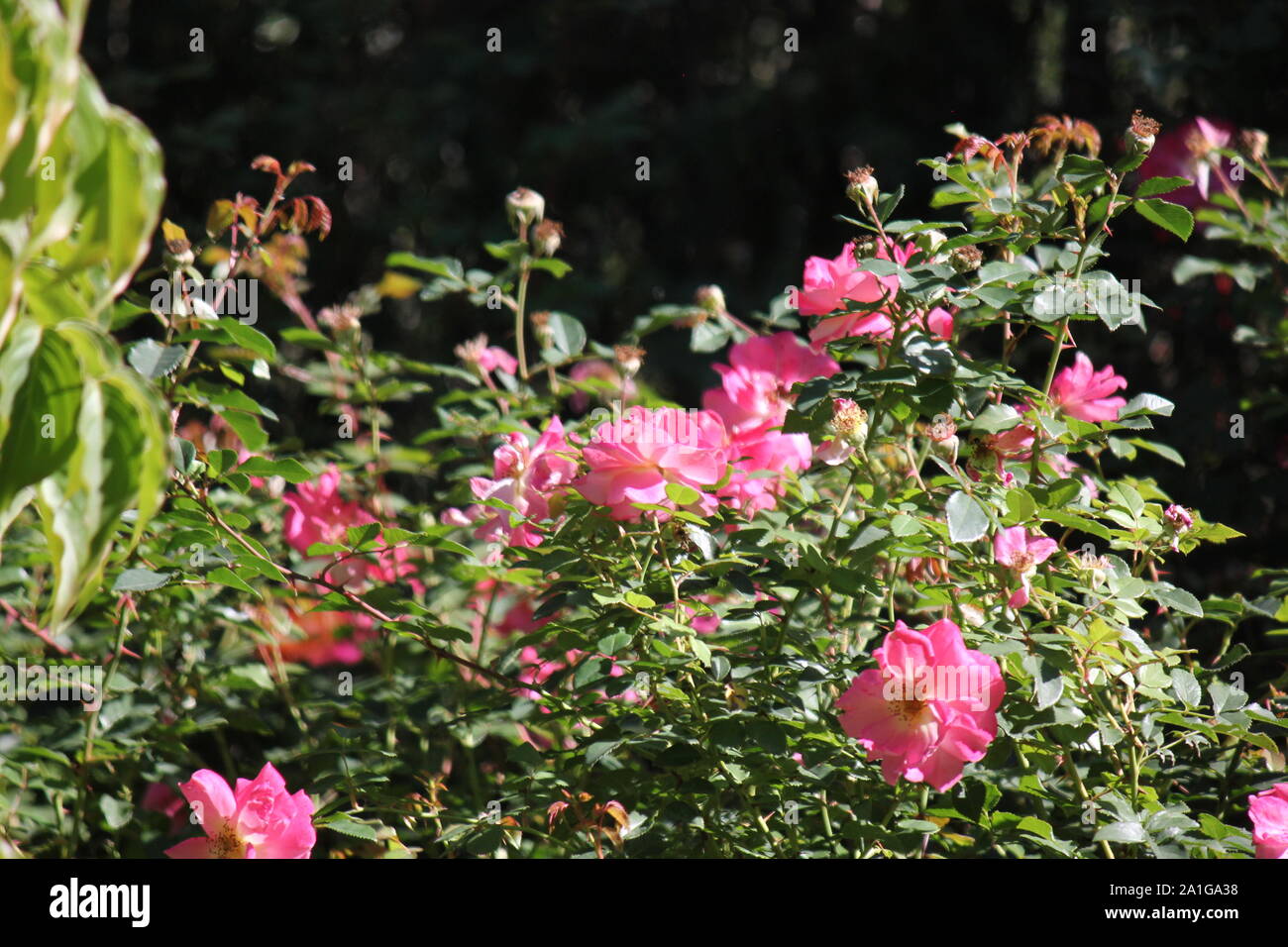 Beautiful pink climbing rose growing in a garden Stock Photo - Alamy