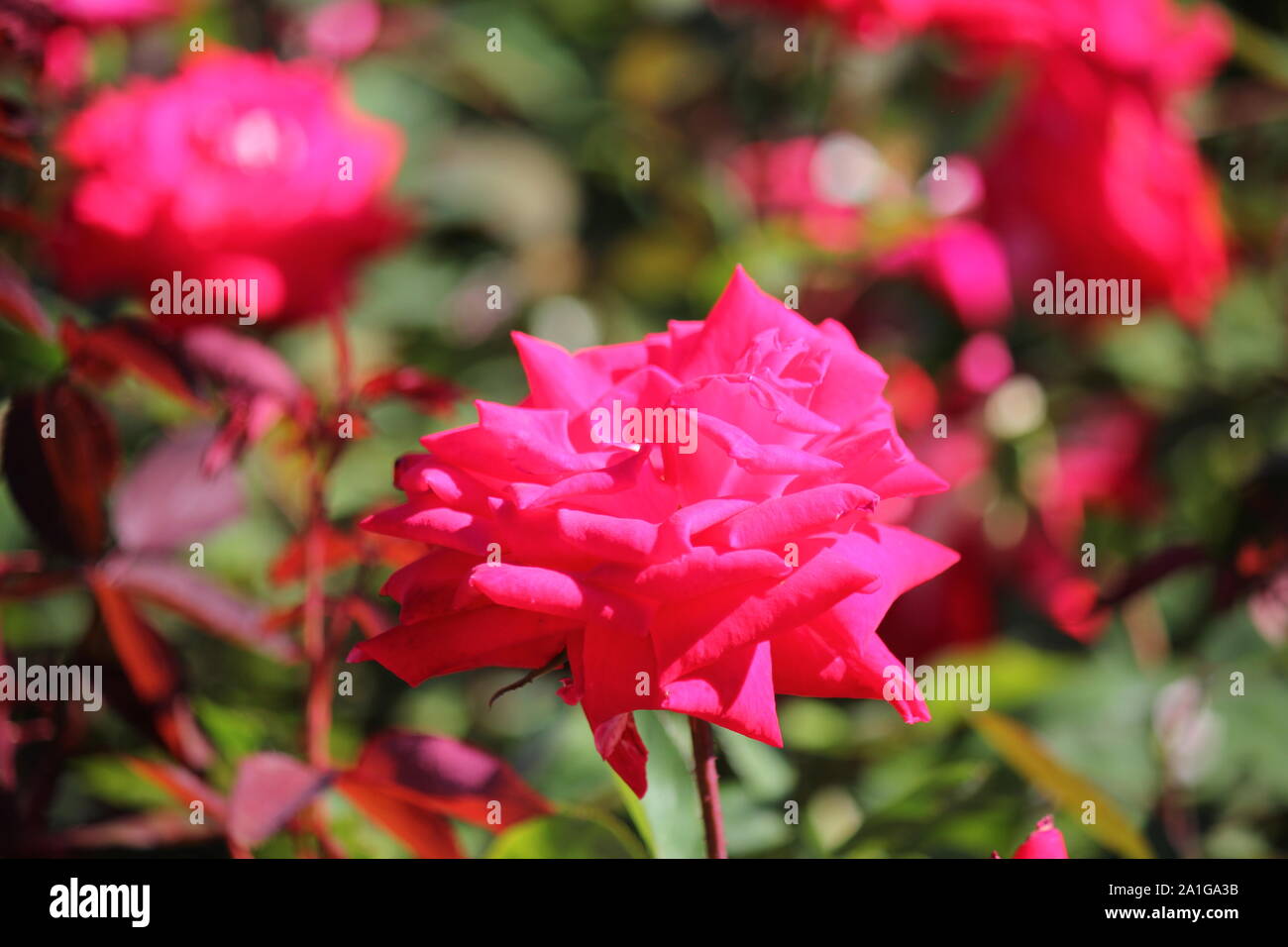 Beautiful red grandiflora rose growing in a garden Stock Photo - Alamy